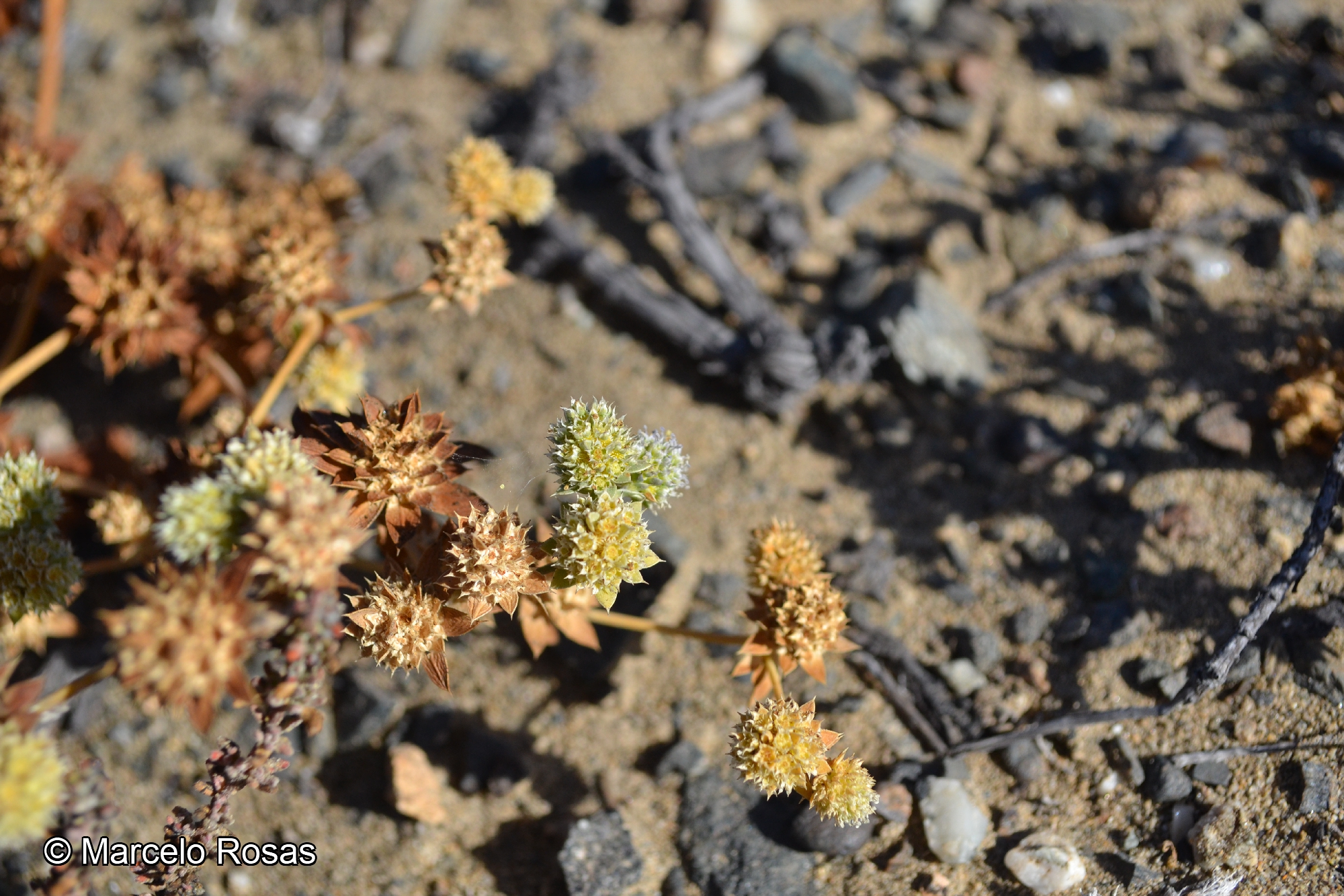 Eryngium pulchellum Phil. | catalogoplantas.udec.cl