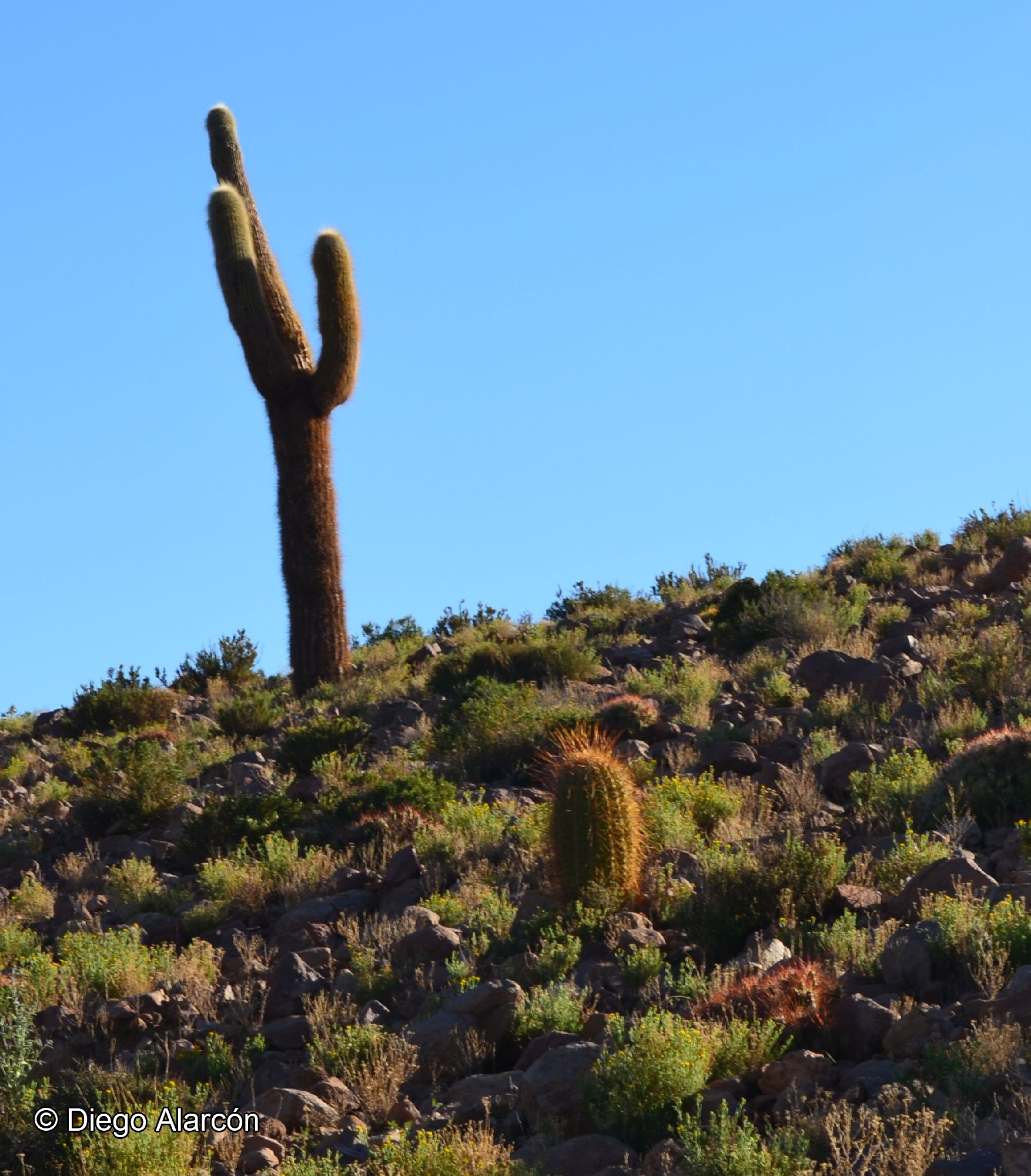 Echinopsis atacamensis (Phil.) Friedrich & G.D. Rowley | catalogoplantas.udec.cl