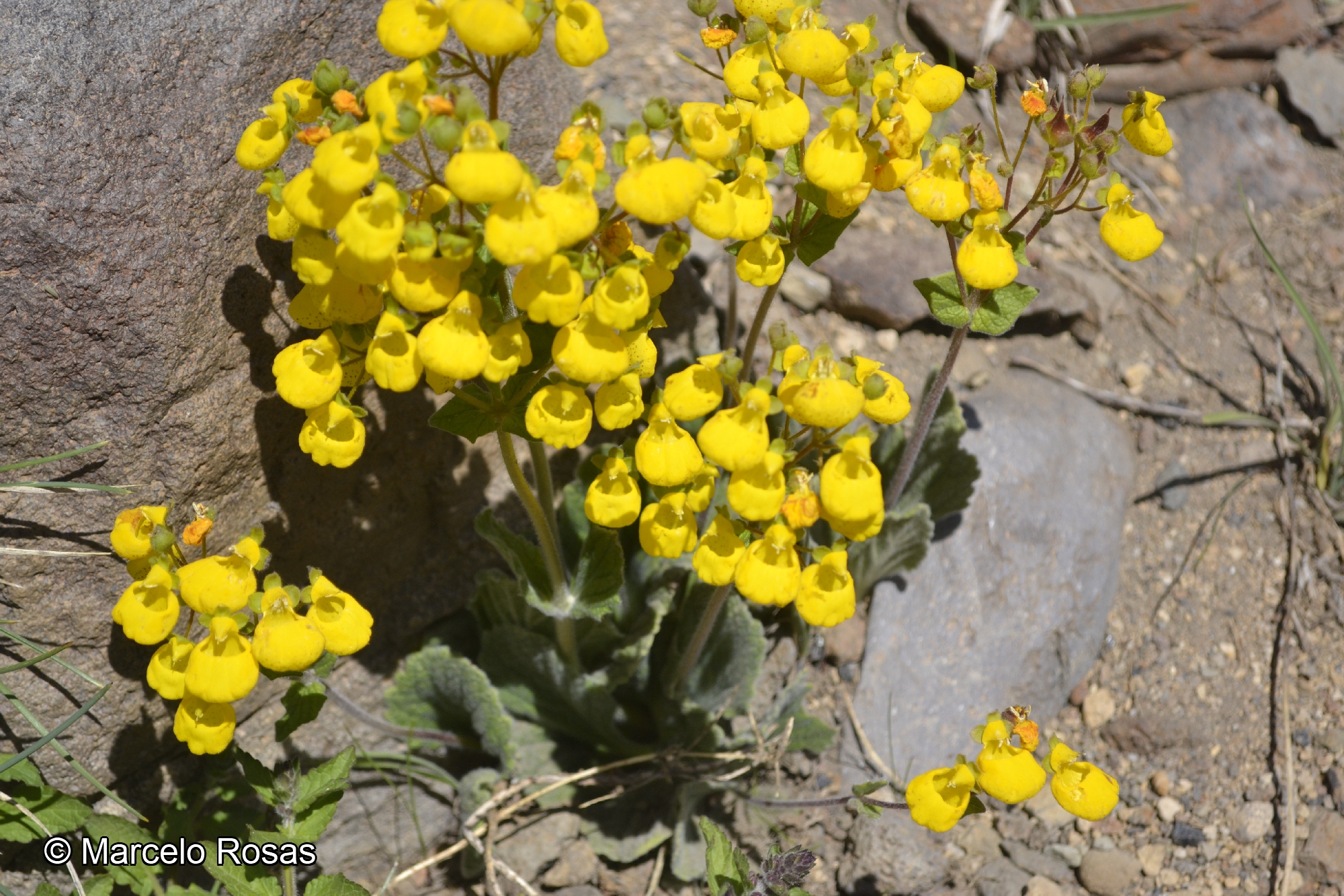 Calceolaria corymbosa Ruiz & Pav. subsp. floccosa (Witasek) C. Ehrh. | catalogoplantas.udec.cl