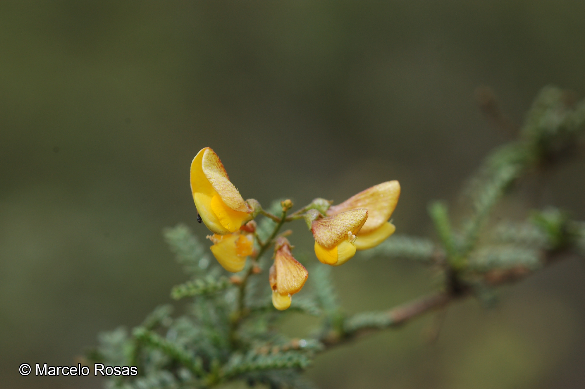 Adesmia balsamica Bertero ex Colla | catalogoplantas.udec.cl