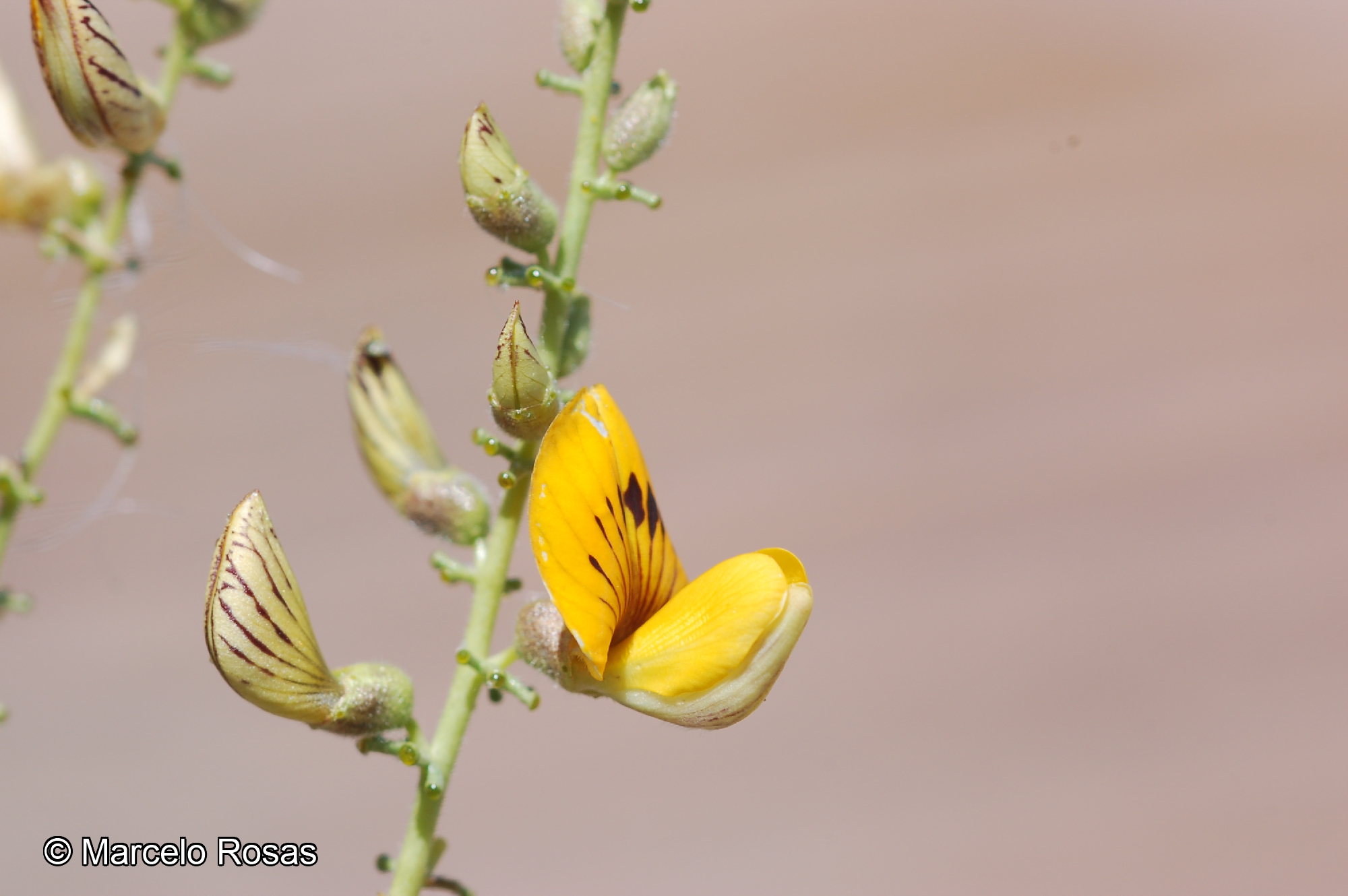 Adesmia bracteata Hook. & Arn. | catalogoplantas.udec.cl