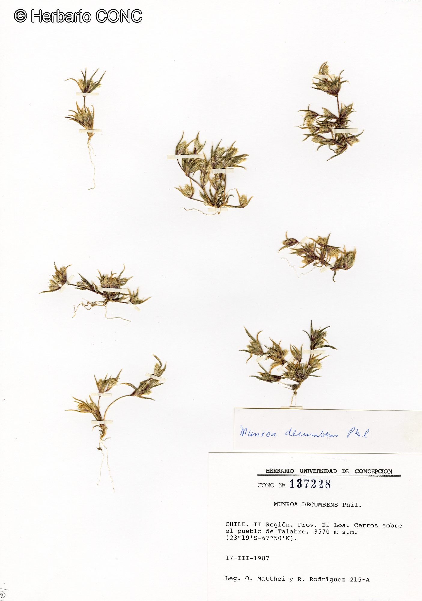 Munroa decumbens Phil. | catalogoplantas.udec.cl