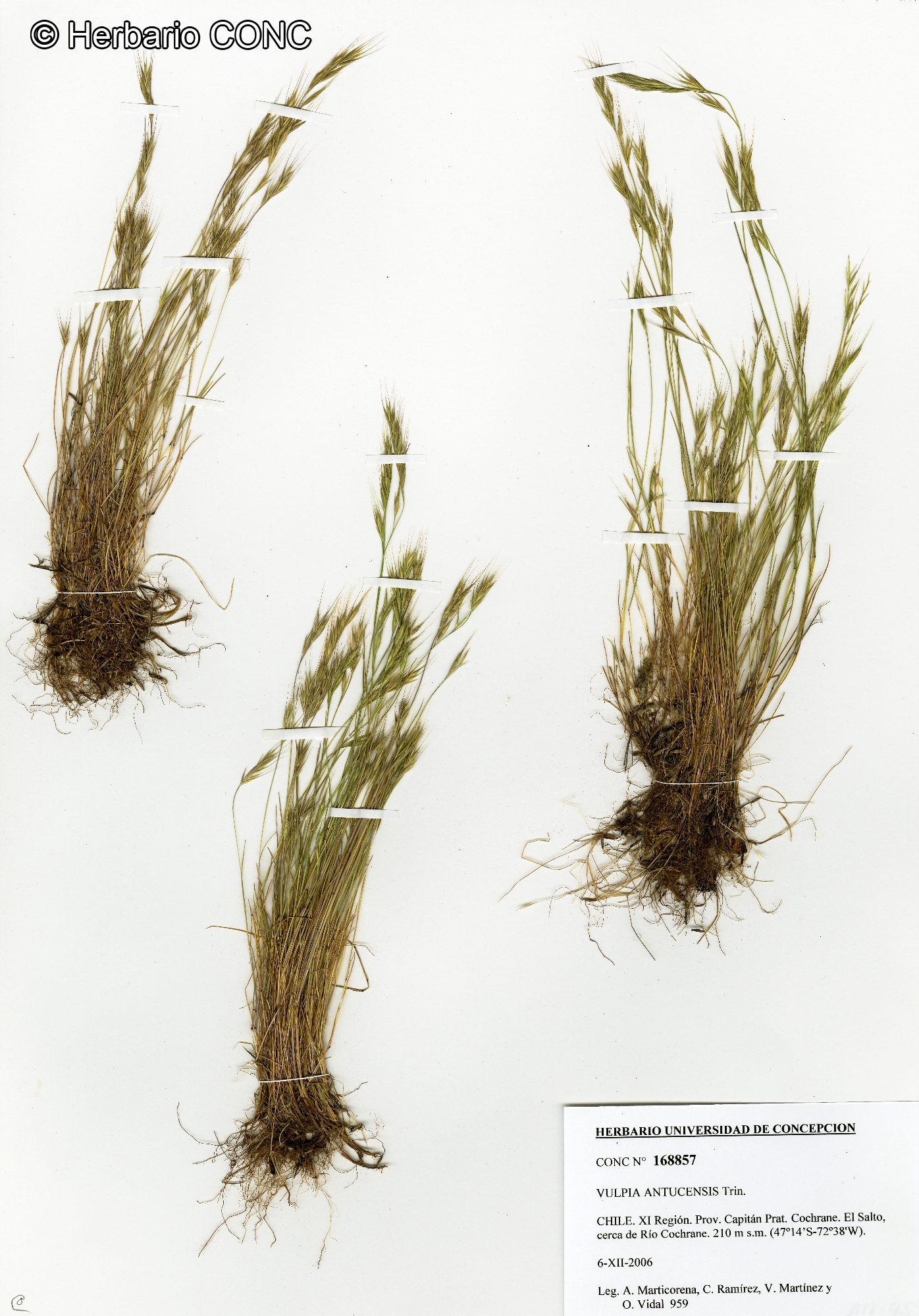 Festuca antucensis (Trin.) Steud. | catalogoplantas.udec.cl