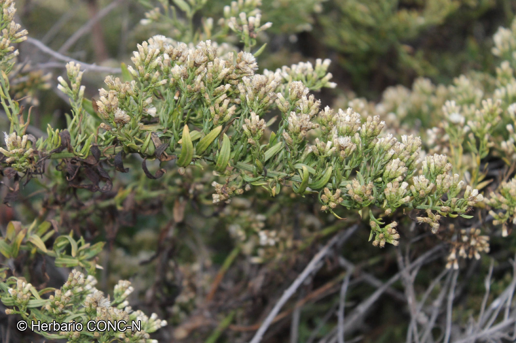 Baccharis intermedia DC. | catalogoplantas.udec.cl