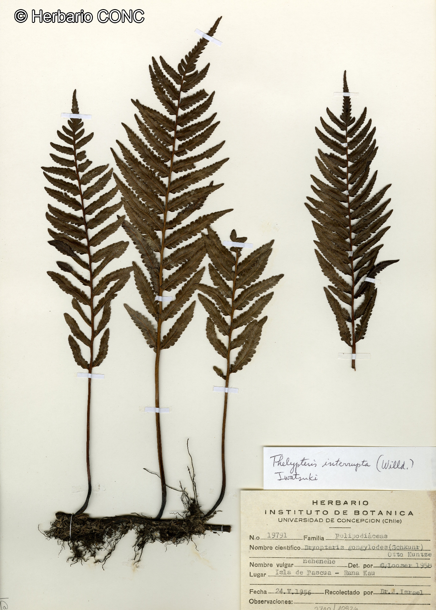 Cyclosorus interruptus (Willd.) H. Ito | catalogoplantas.udec.cl