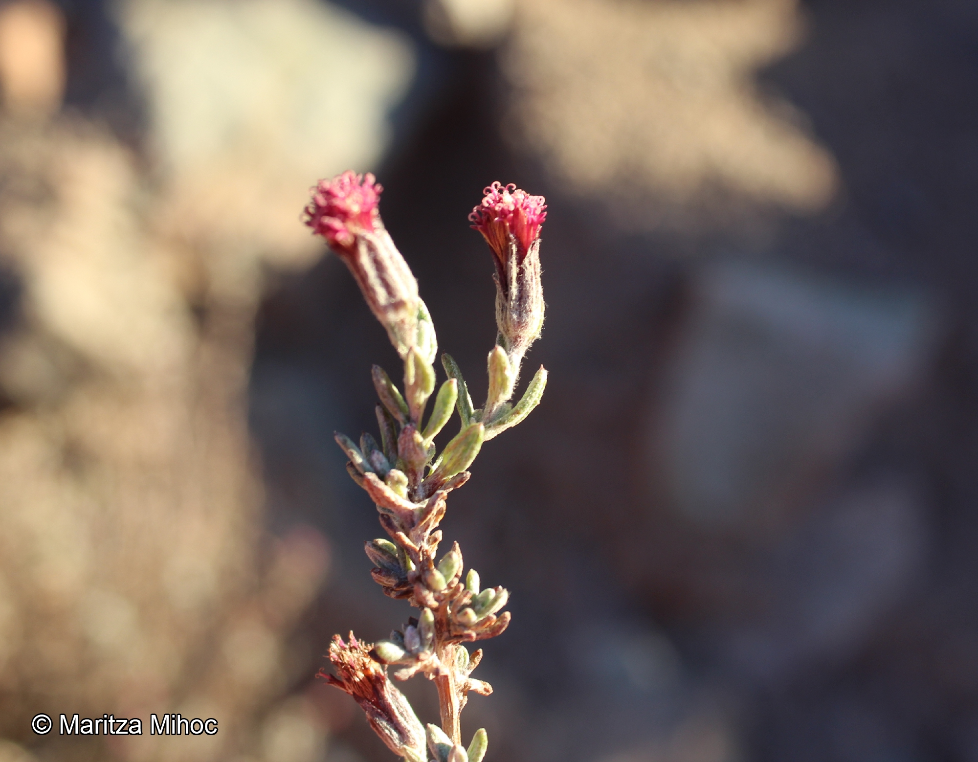 Chersodoma candida Phil. | catalogoplantas.udec.cl