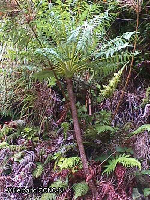 Dendroseris pinnata (Bertero ex Decne.) Hook. & Arn. | catalogoplantas ...
