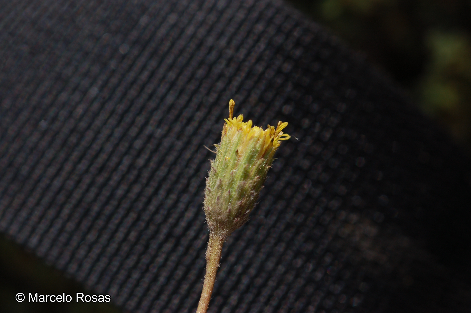 Haplopappus poeppigianus (Hook. & Arn.) A. Gray | catalogoplantas.udec.cl