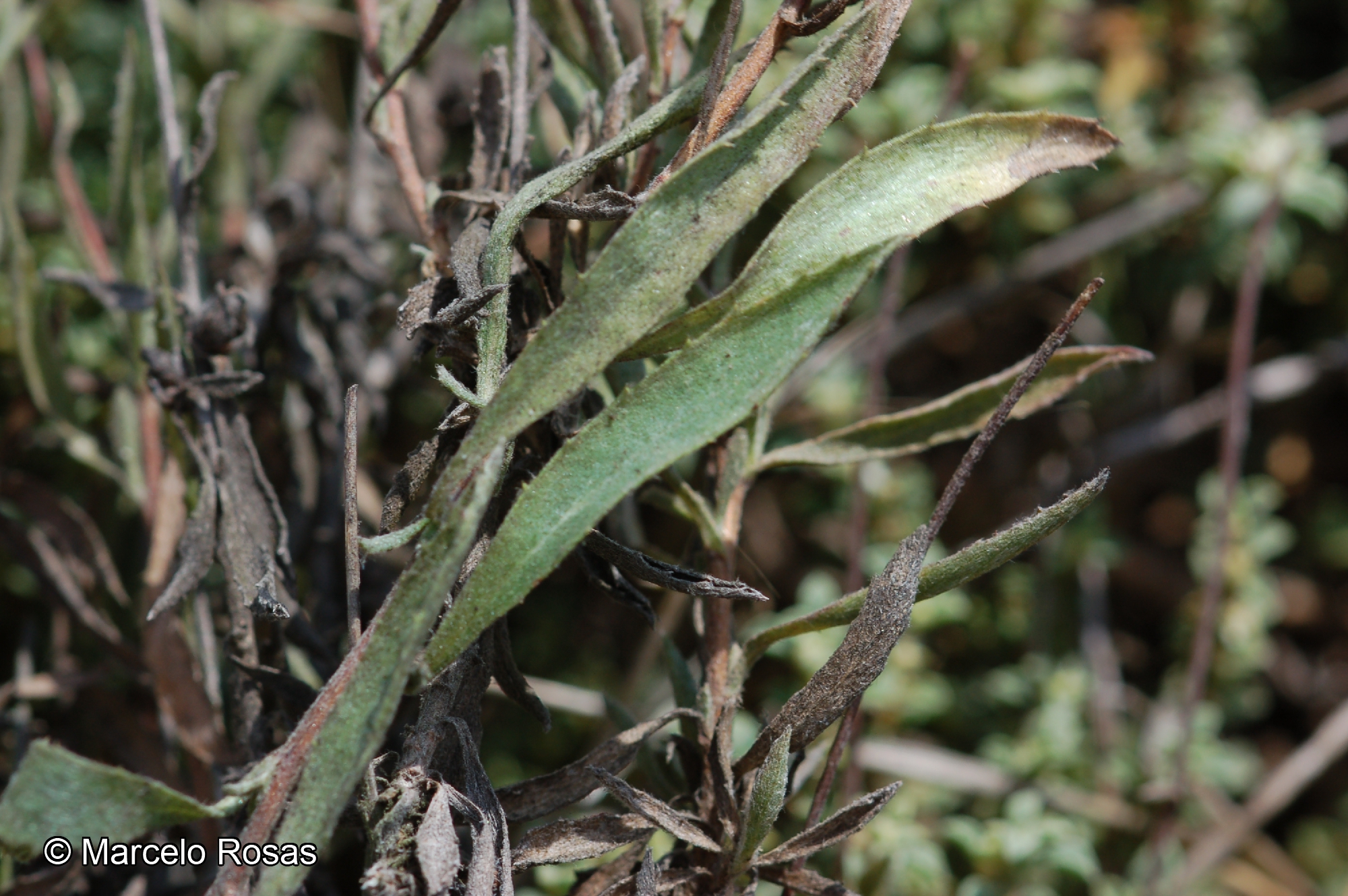 Haplopappus poeppigianus (Hook. & Arn.) A. Gray | catalogoplantas.udec.cl