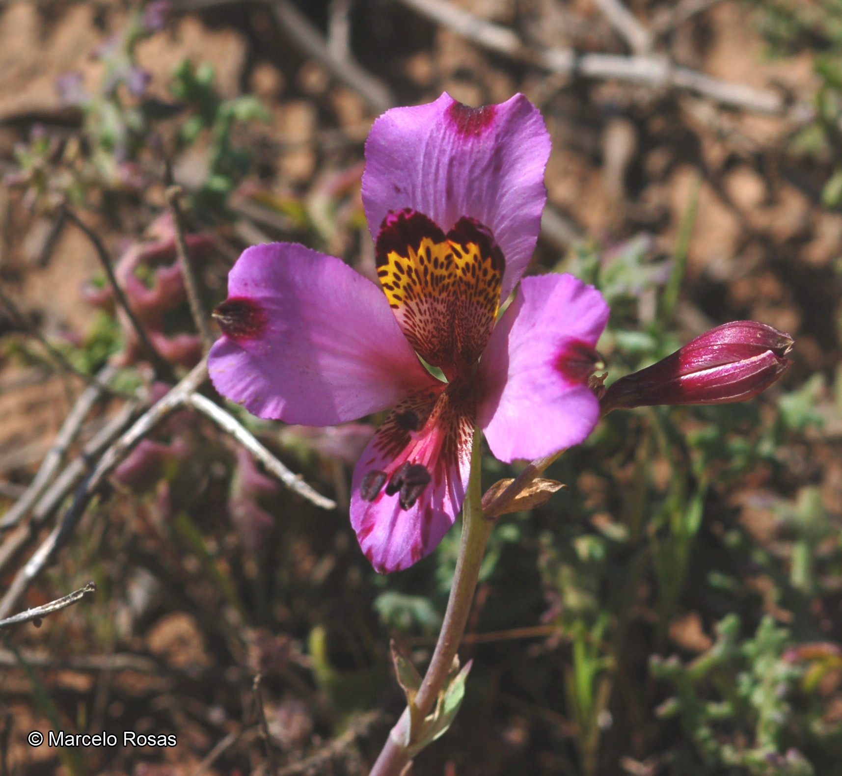 Alstroemeria magnifica Herb. subsp. magenta (Ehr. Bayer) Muñoz-Schick ...