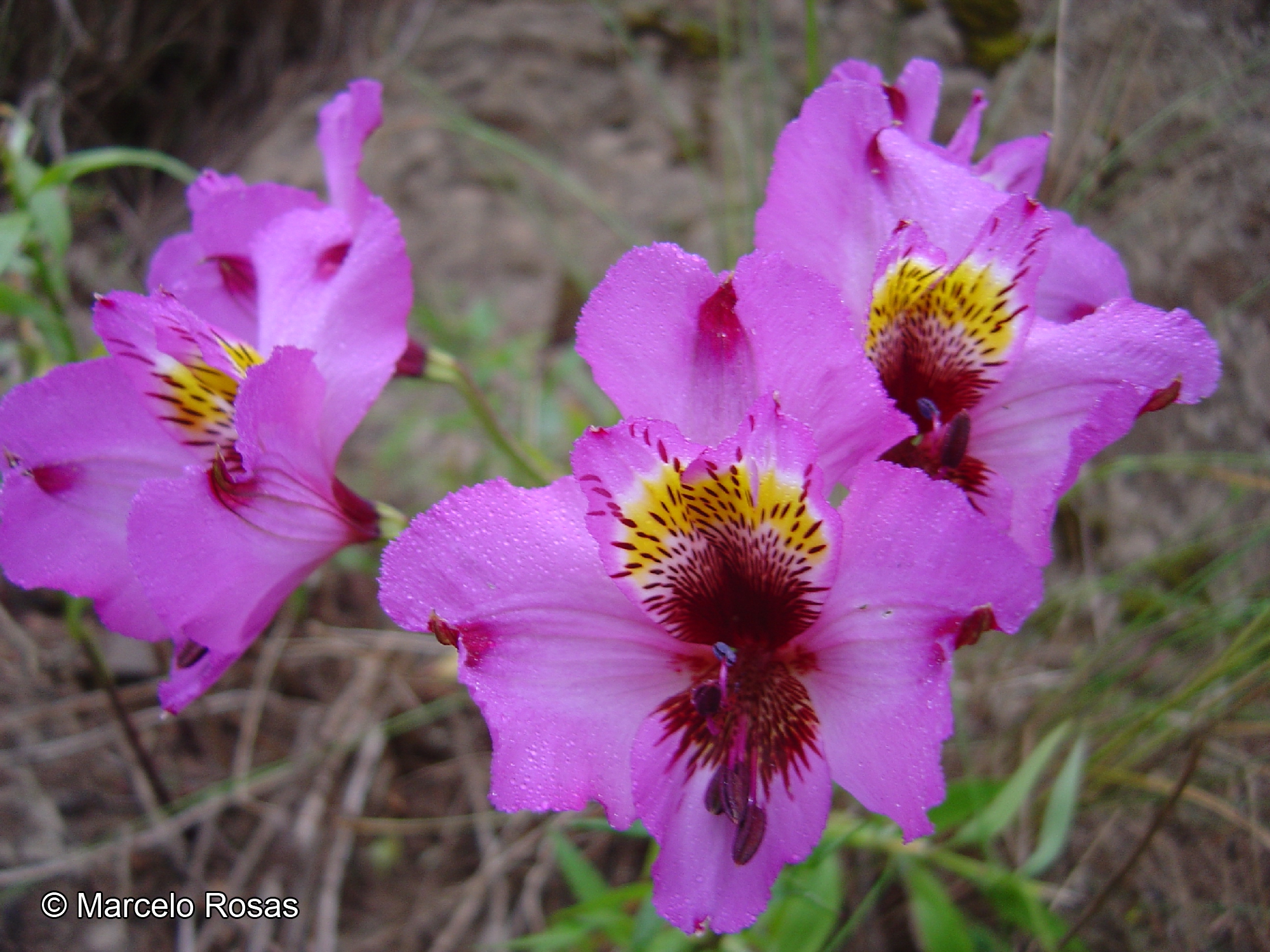 Alstroemeria magnifica Herb. var. tofoensis Muñoz-Schick ...