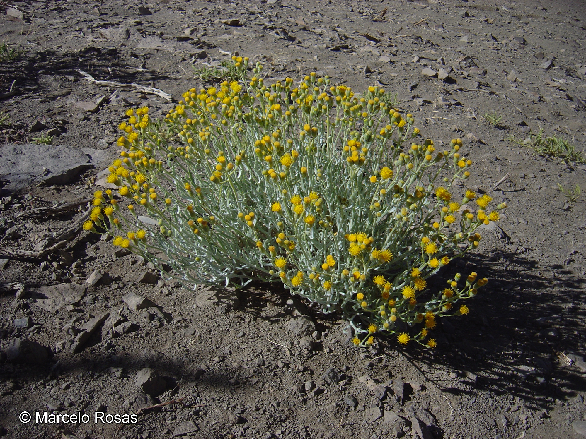 Senecio leucus Phil. | catalogoplantas.udec.cl