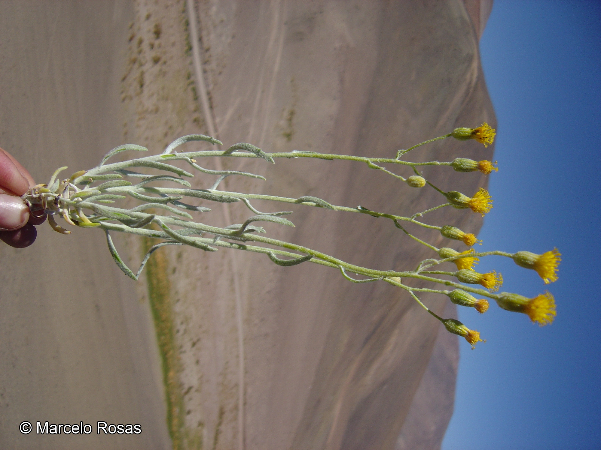 Senecio leucus Phil. | catalogoplantas.udec.cl