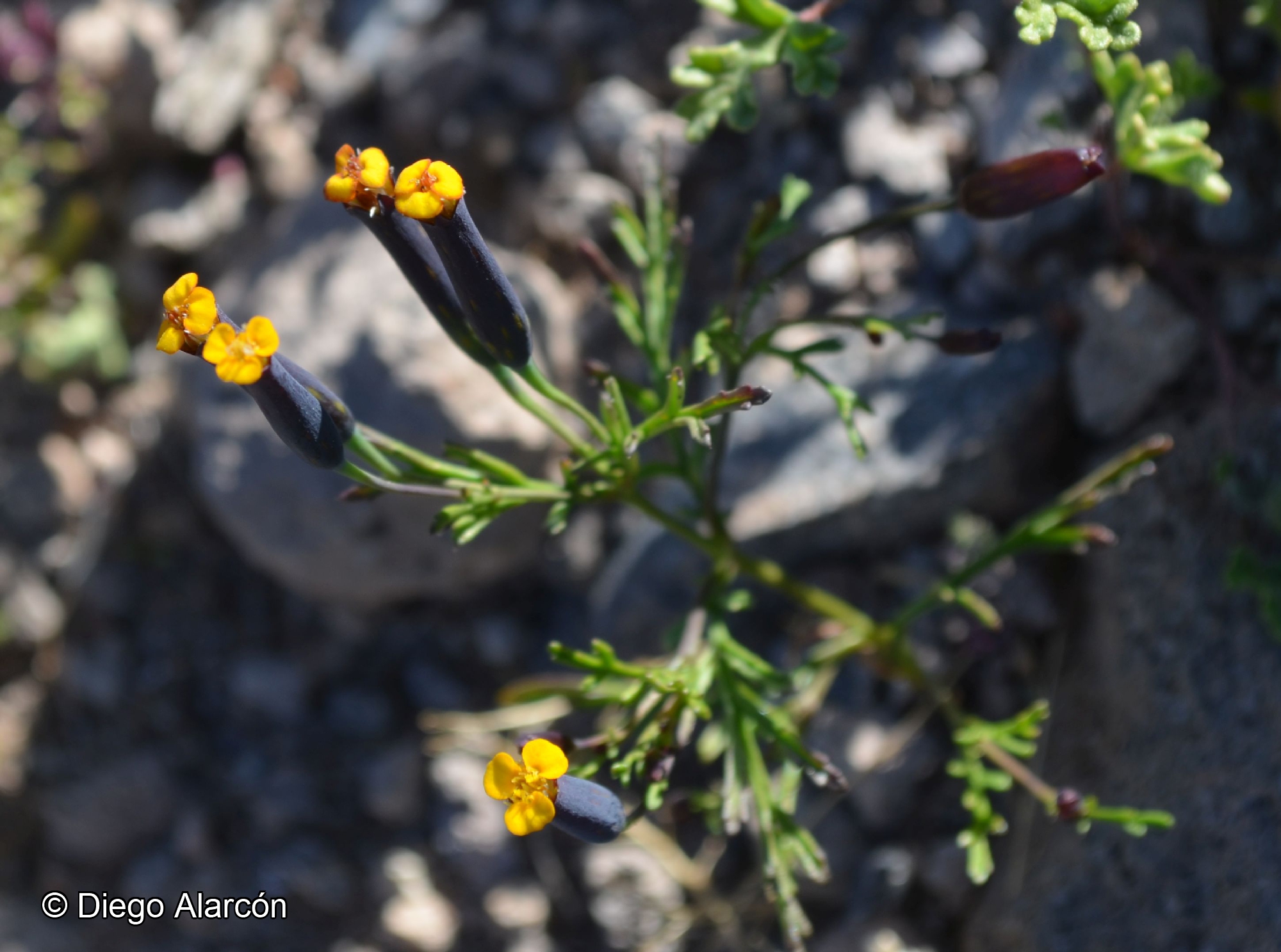 Tagetes multiflora Kunth | catalogoplantas.udec.cl