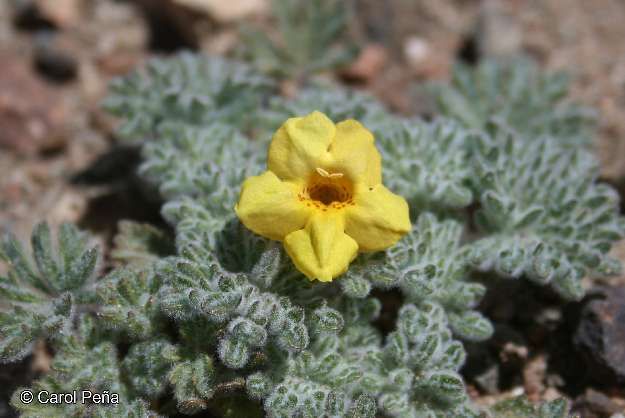 Argylia tomentosa Phil. | catalogoplantas.udec.cl