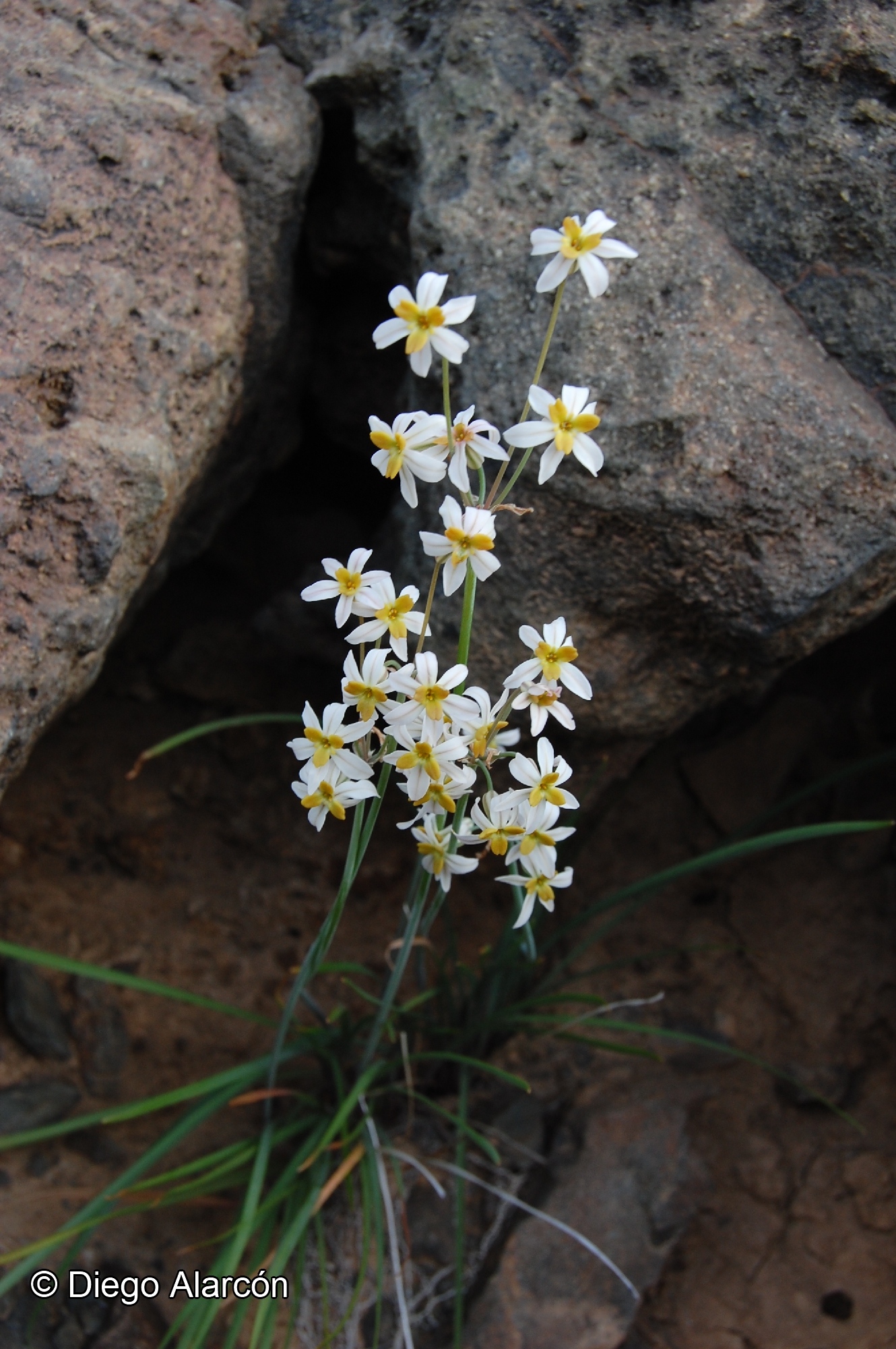 Leucocoryne coronata Ravenna | catalogoplantas.udec.cl