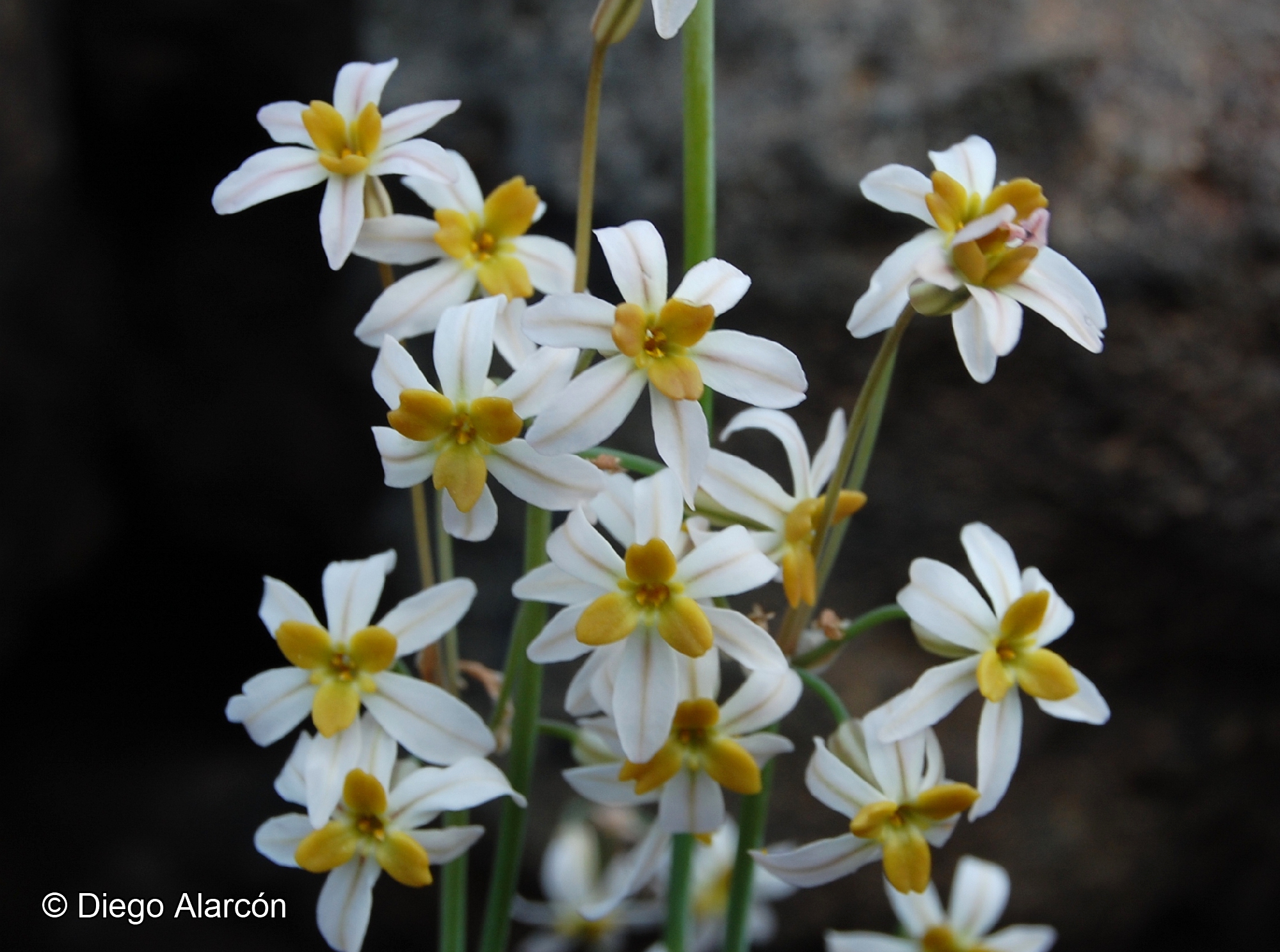 Leucocoryne coronata Ravenna | catalogoplantas.udec.cl
