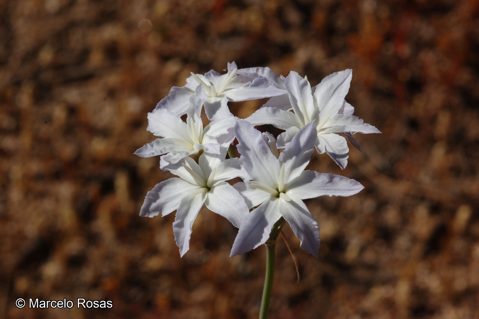 Leucocoryne macropetala Phil. | catalogoplantas.udec.cl