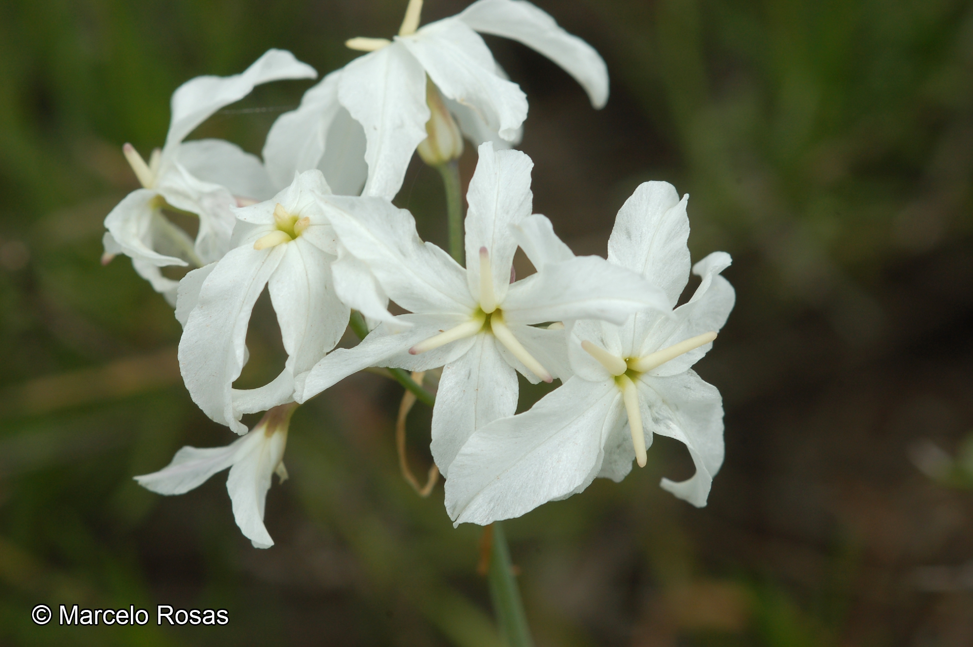 Leucocoryne macropetala Phil. | catalogoplantas.udec.cl