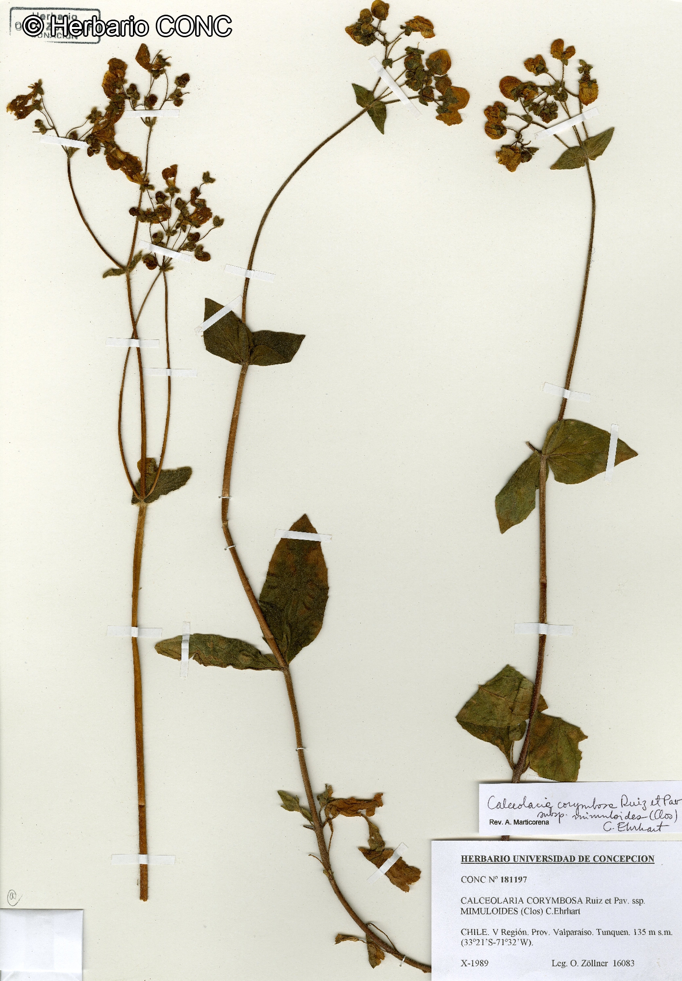 Calceolaria corymbosa Ruiz & Pav. subsp. mimuloides (Clos) C. Ehrh ...