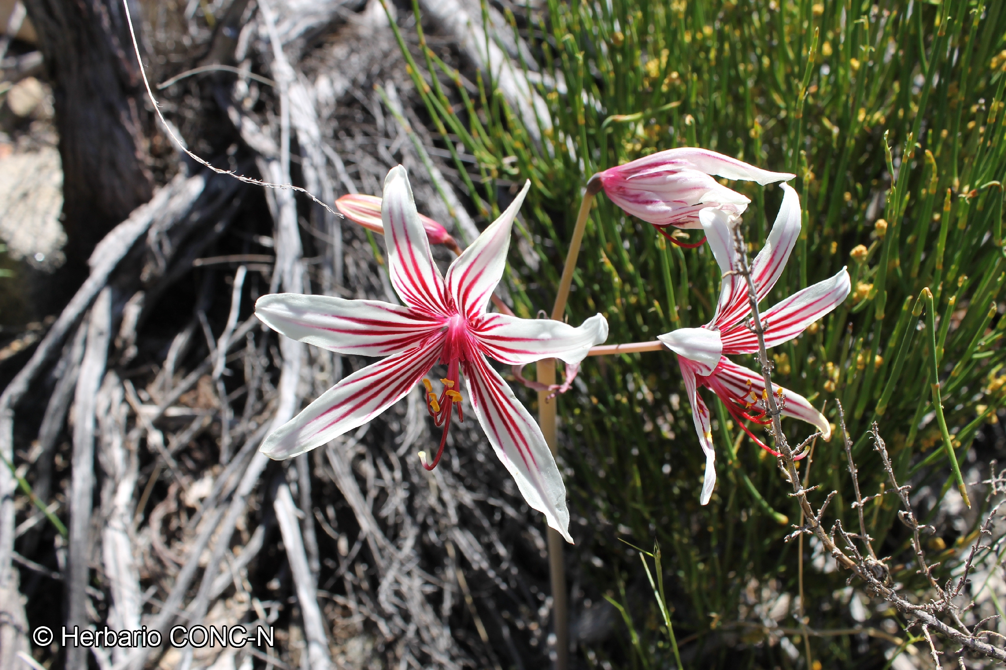 Phycella ornata (Miers) Nic. García | catalogoplantas.udec.cl