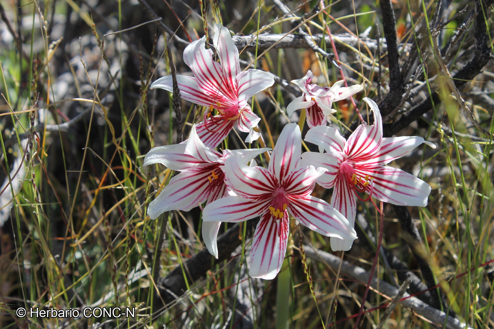 Phycella ornata (Miers) Nic. García | catalogoplantas.udec.cl