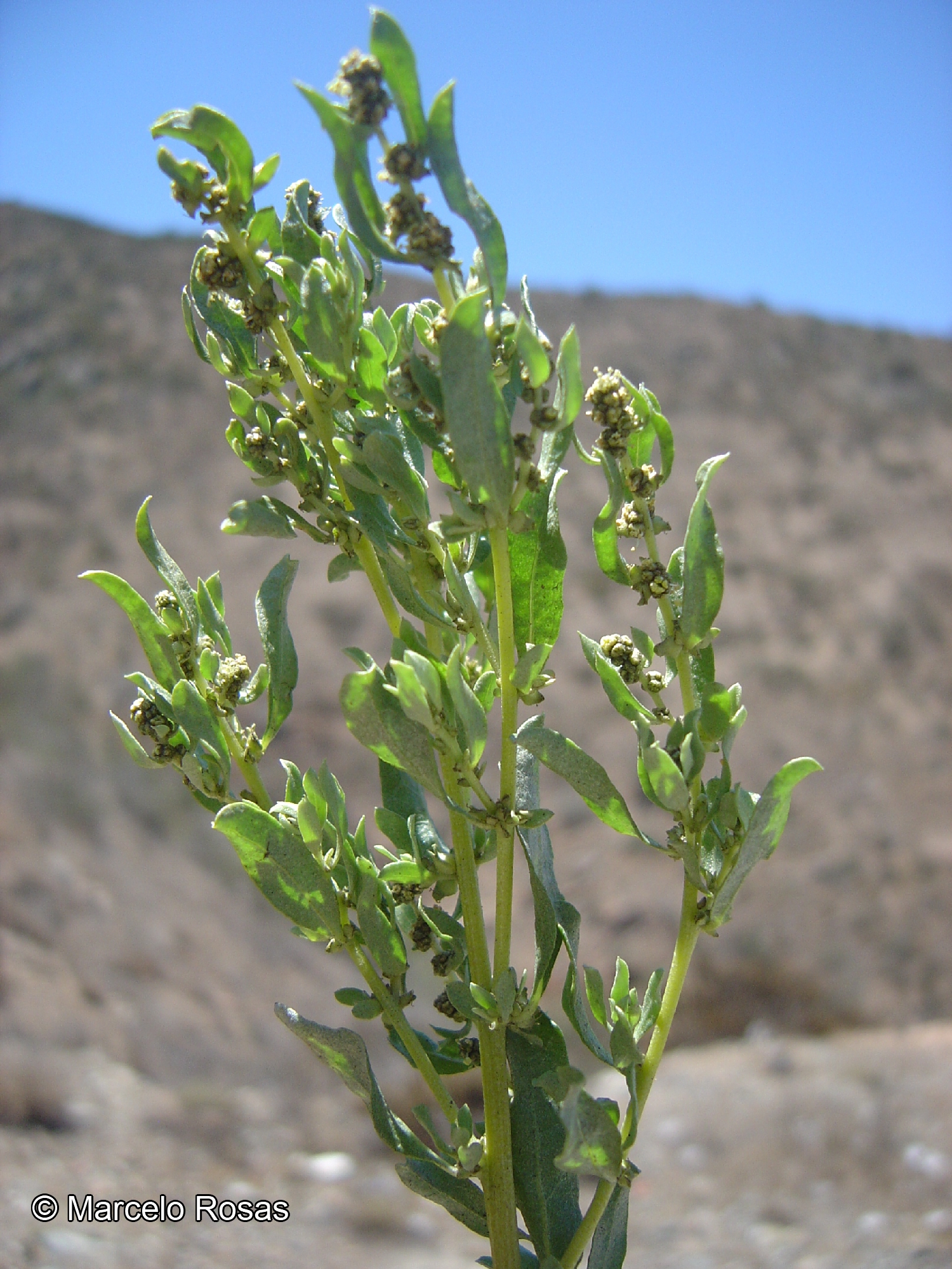 Atriplex repanda Phil. | catalogoplantas.udec.cl