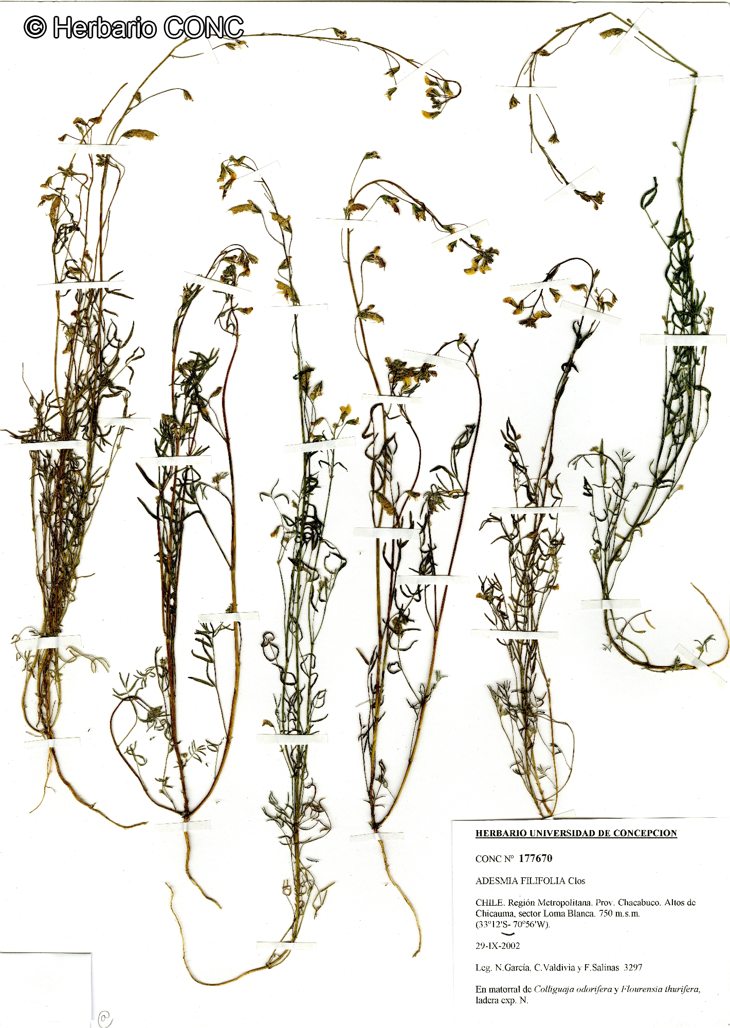 Adesmia filifolia Clos | catalogoplantas.udec.cl
