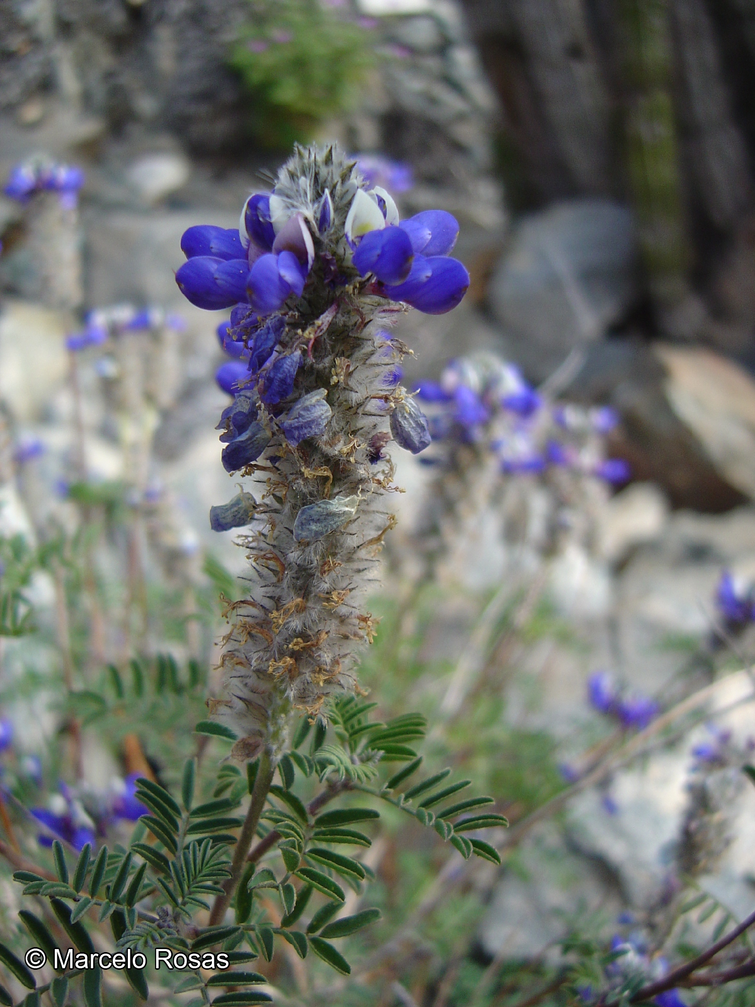 Dalea azurea (Phil.) Reiche | catalogoplantas.udec.cl