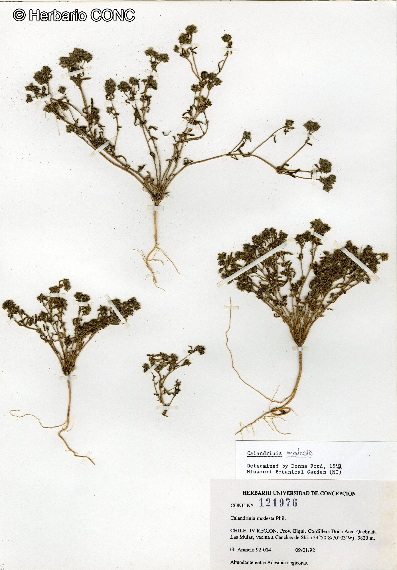 Montiopsis modesta (Phil.) D.I. Ford | catalogoplantas.udec.cl