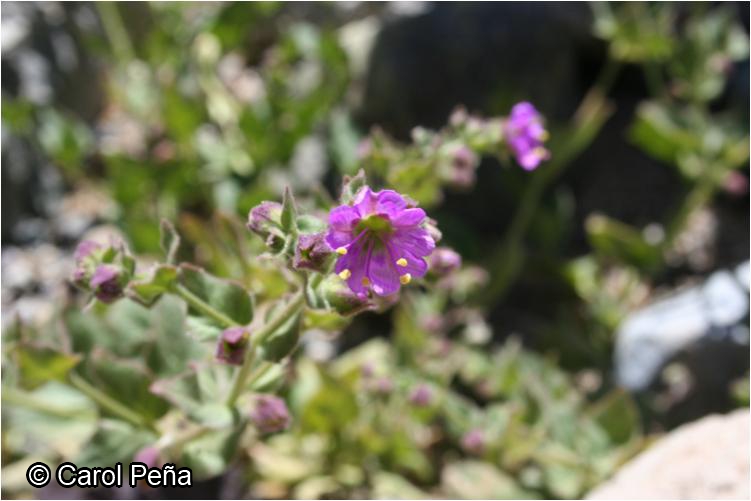 Mirabilis acuta (Reiche) Heimerl | catalogoplantas.udec.cl