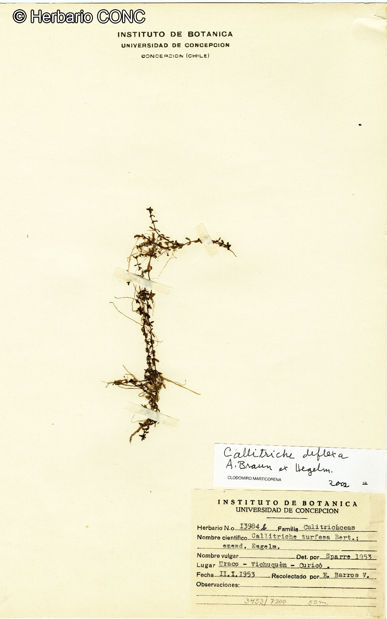 Callitriche deflexa A. Braun ex Hegelm. | catalogoplantas.udec.cl