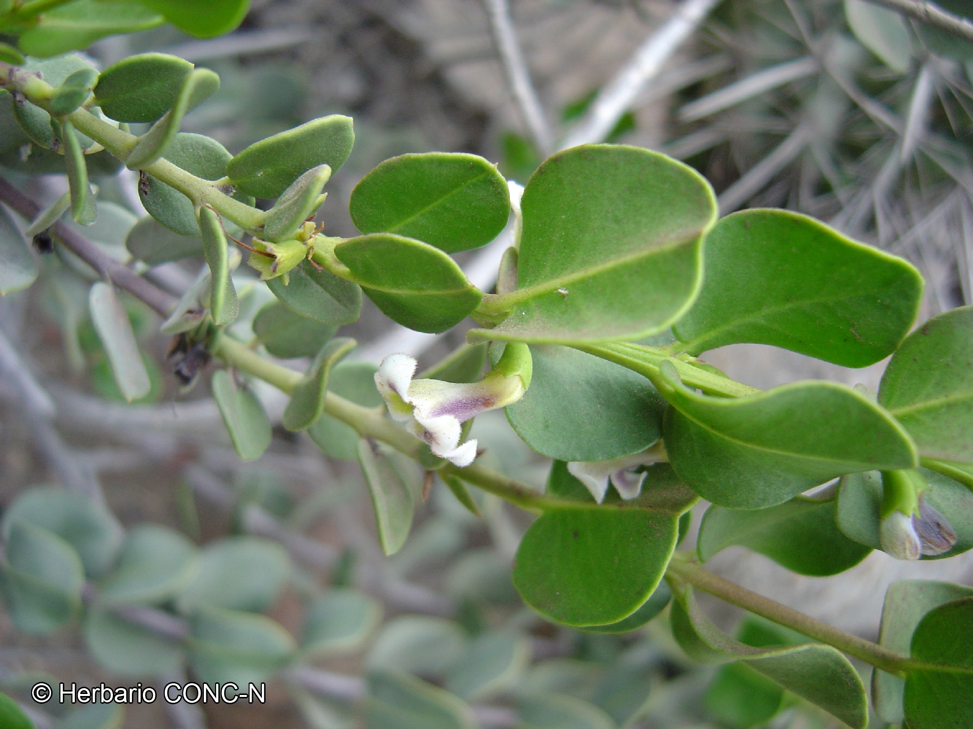 Monttea chilensis Gay var. taltalensis Reiche | catalogoplantas.udec.cl