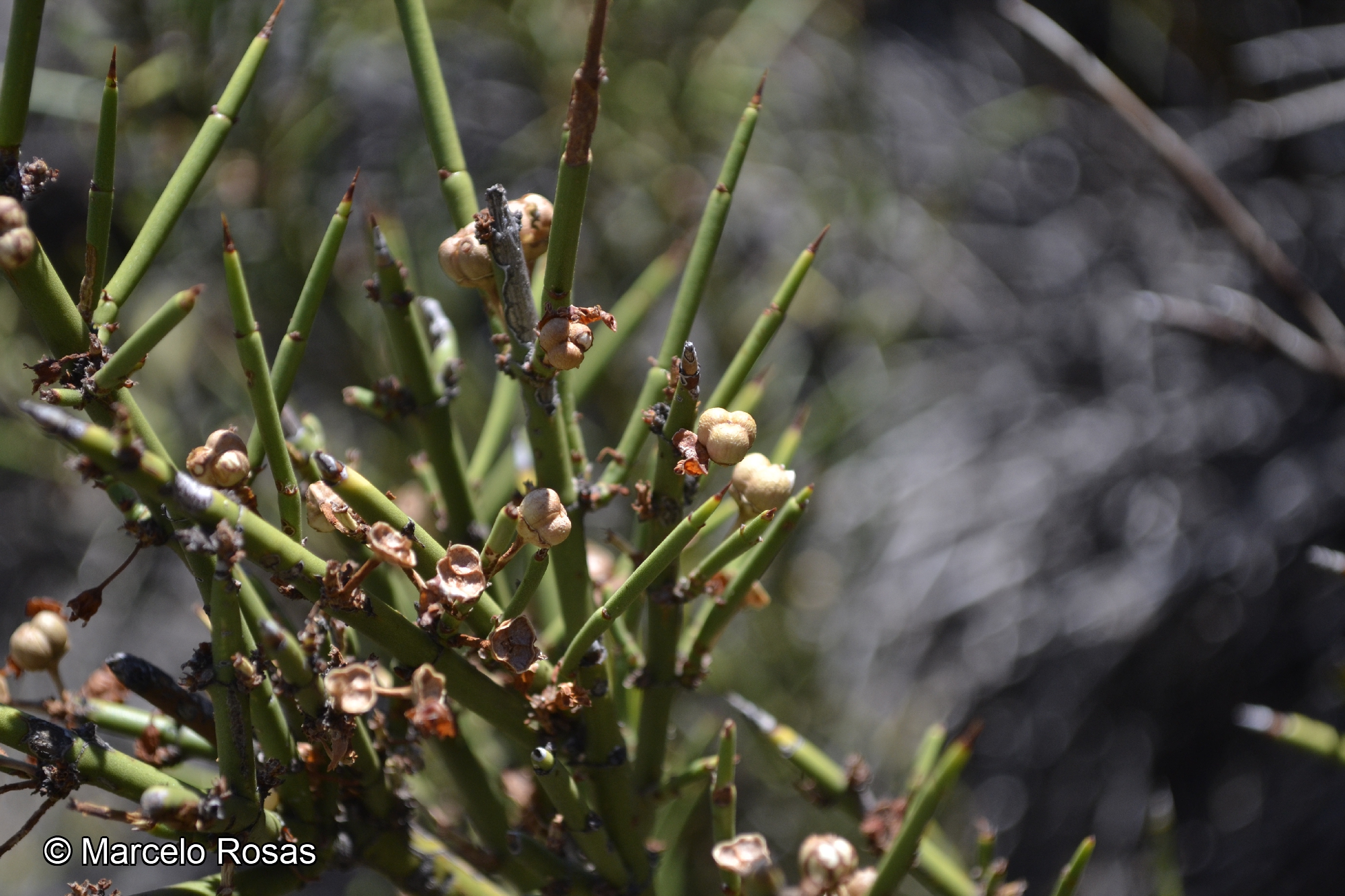 Discaria articulata (Phil.) Miers | catalogoplantas.udec.cl