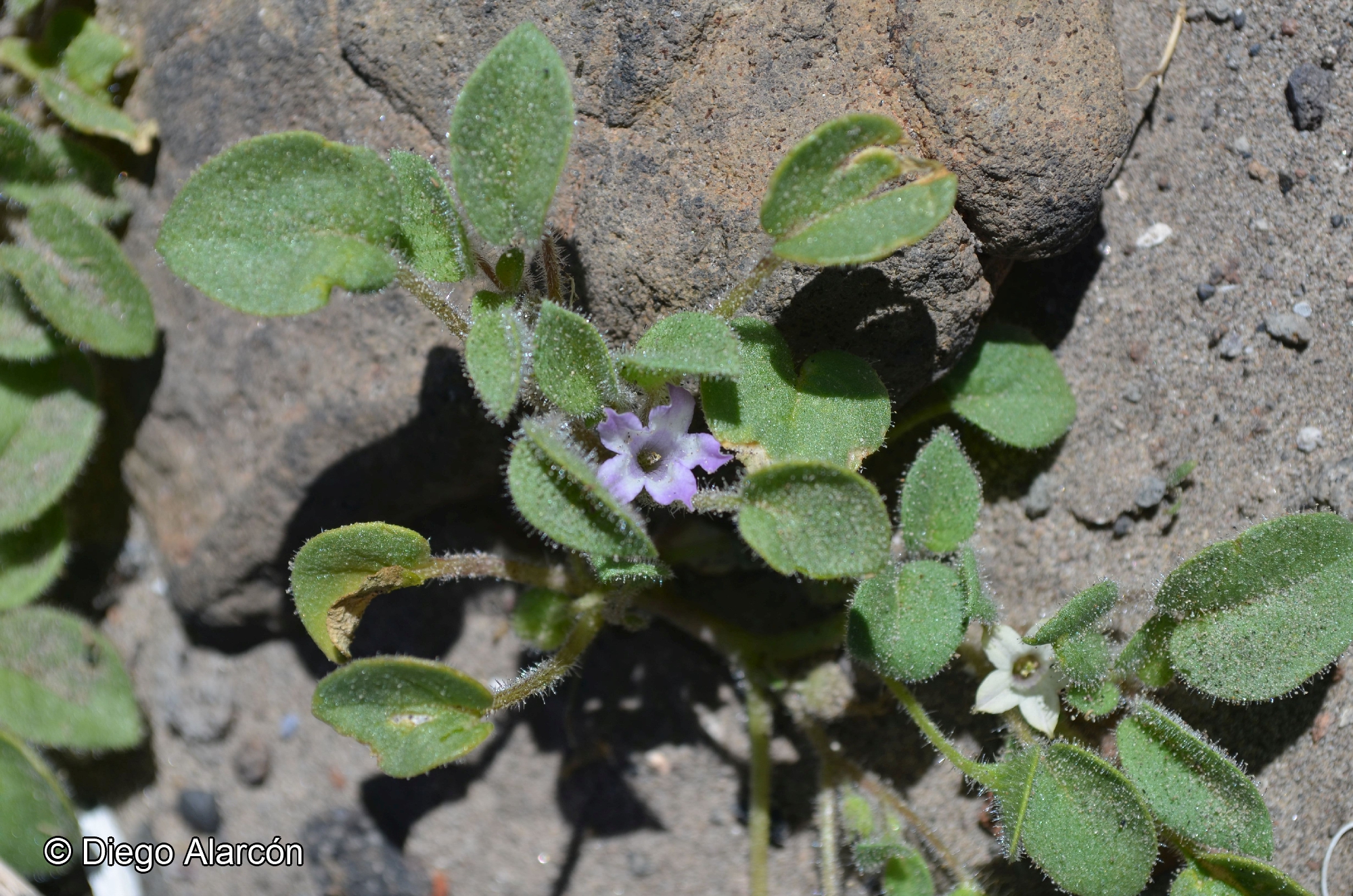 Exodeconus integrifolius (Phil.) Axelius | catalogoplantas.udec.cl