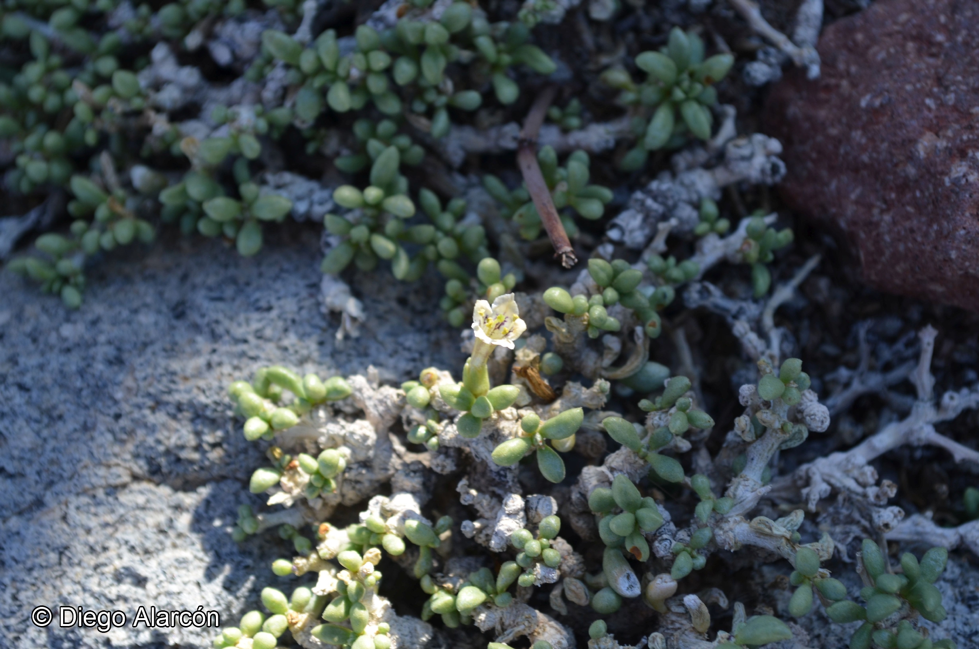 Lycium humile Phil. | catalogoplantas.udec.cl