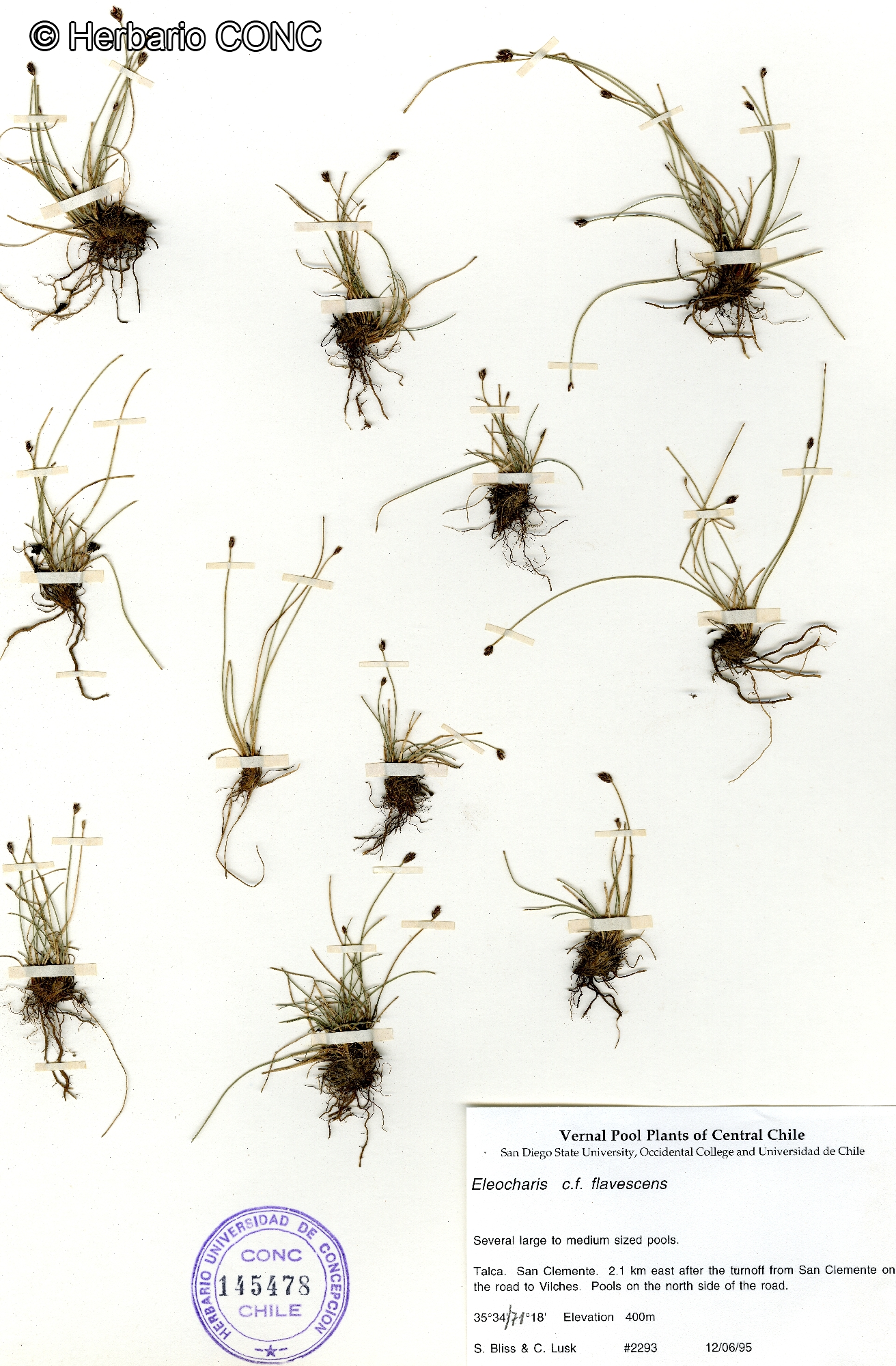 Eleocharis flavescens (Poir.) Urb. | catalogoplantas.udec.cl