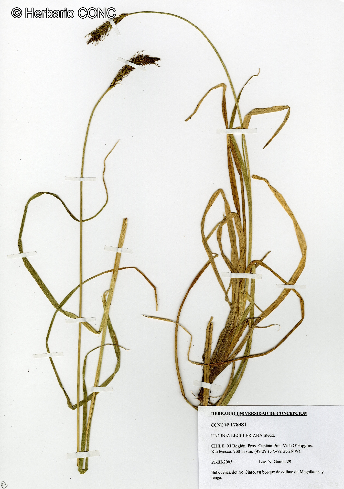 Carex lechleriana (Steud.) J.R.Starr | catalogoplantas.udec.cl