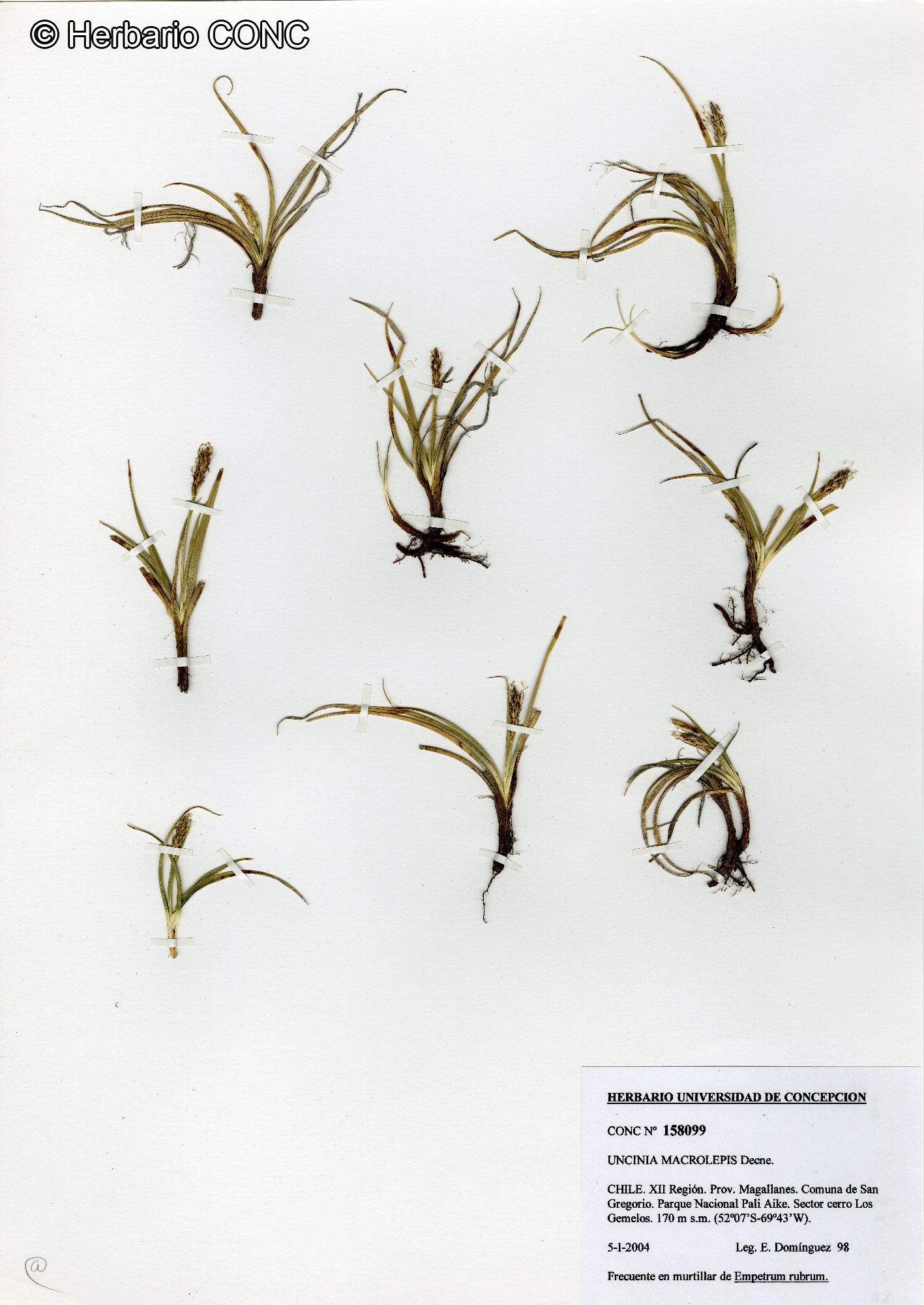 Carex meridensis (Steyerm.) J.R.Starr | catalogoplantas.udec.cl