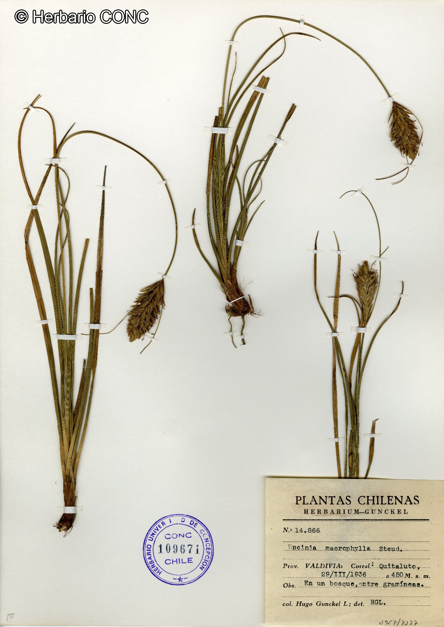Carex dolichophylla J.R.Starr | catalogoplantas.udec.cl