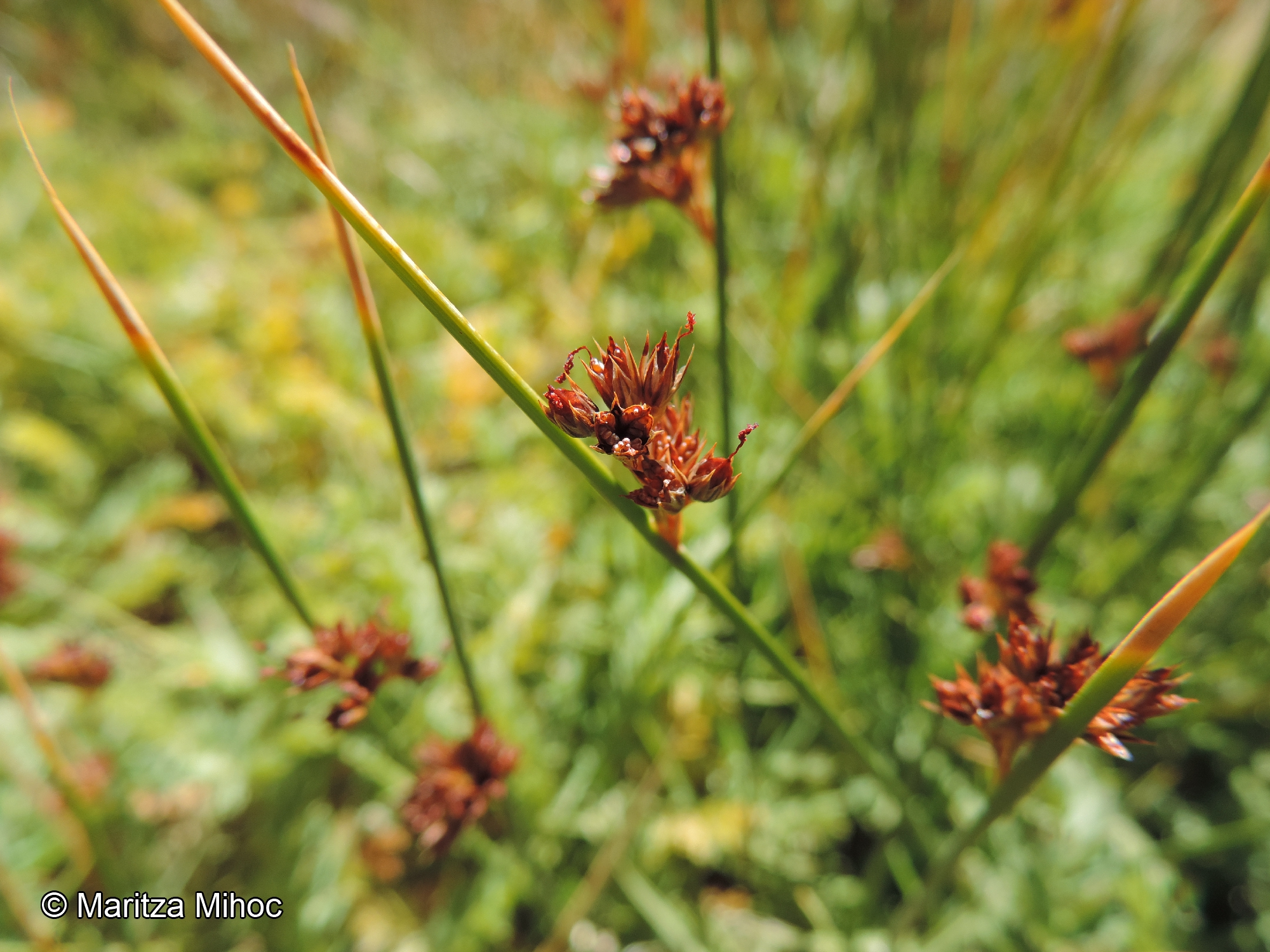 Juncus balticus Willd. subsp. mexicanus (Willd. ex Roem. & Schult ...