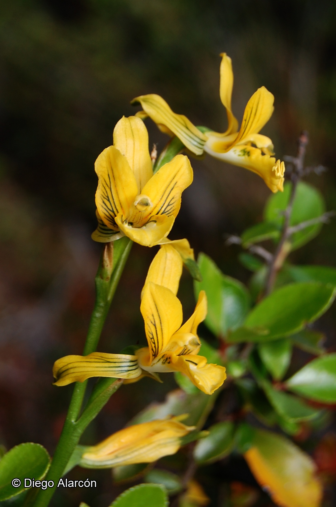 Chloraea cuneata Lindl. | catalogoplantas.udec.cl