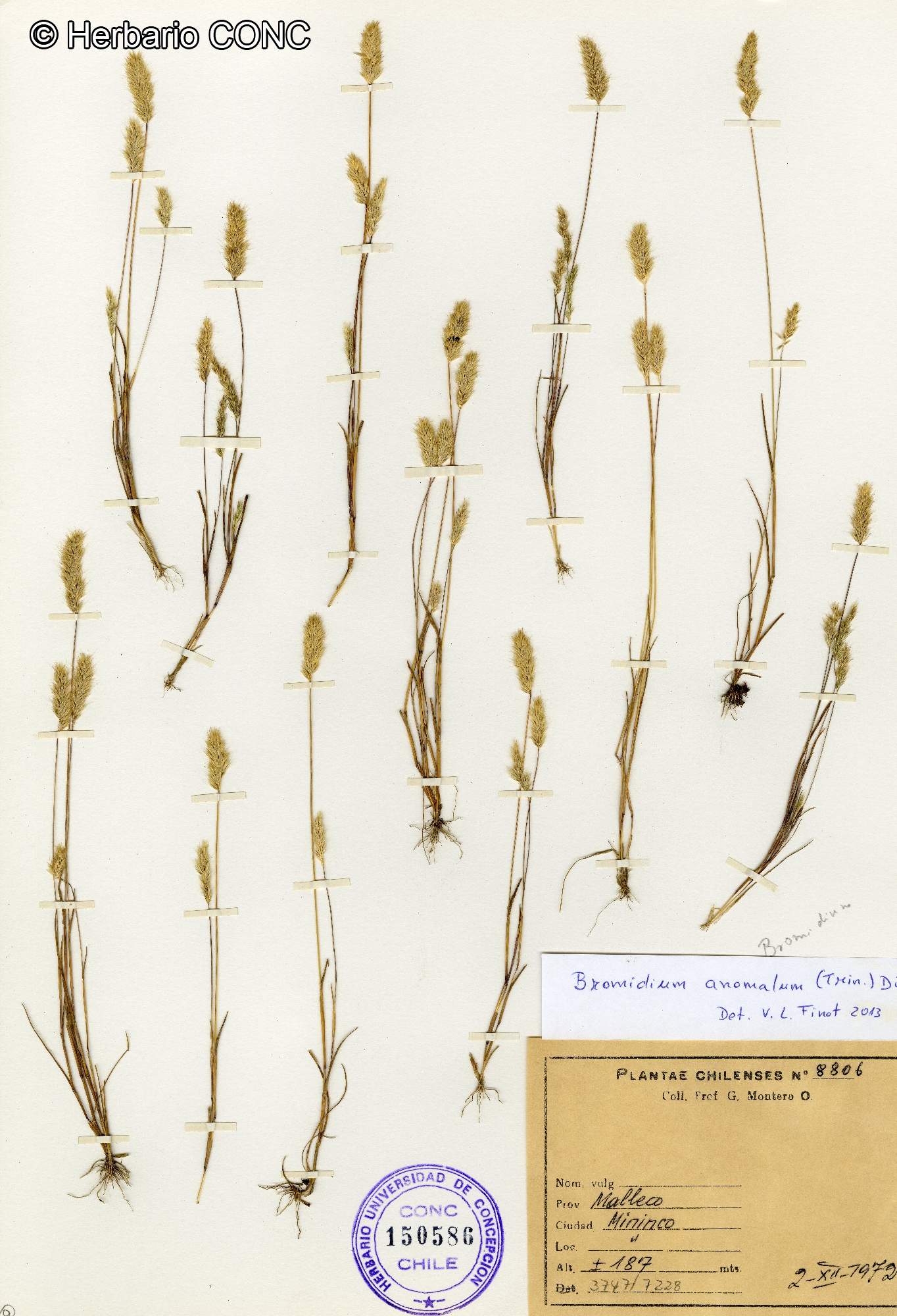 Bromidium anomalum (Trin.) Döll. | catalogoplantas.udec.cl
