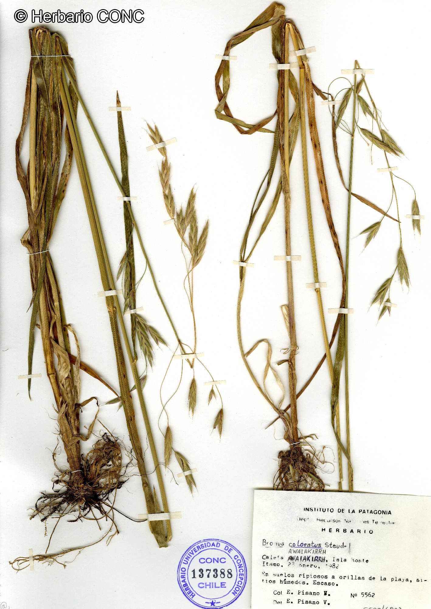 Bromus coloratus Steud. | catalogoplantas.udec.cl