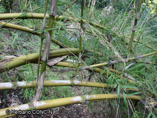 Chusquea ciliata Phil. | catalogoplantas.udec.cl