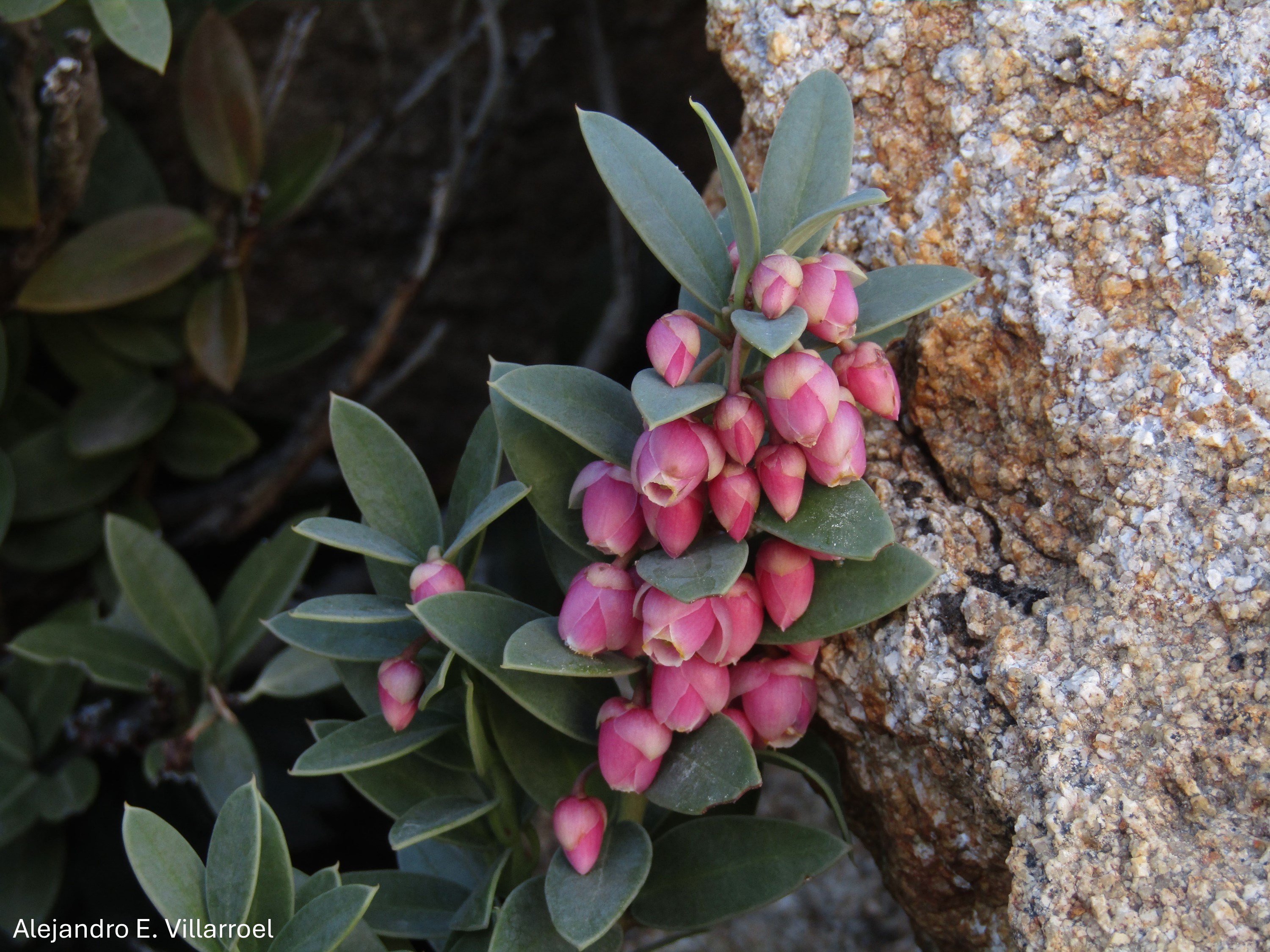 Berberidopsis granitica Menegoz, A.E.Villarroel & Lavandero ...
