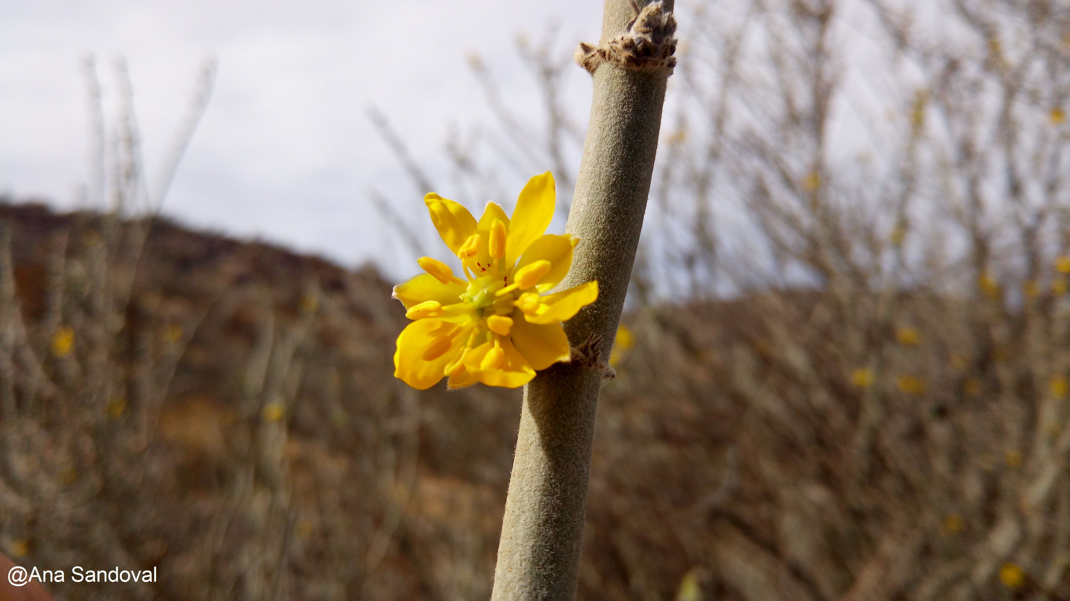 Bulnesia chilensis Gay | catalogoplantas.udec.cl