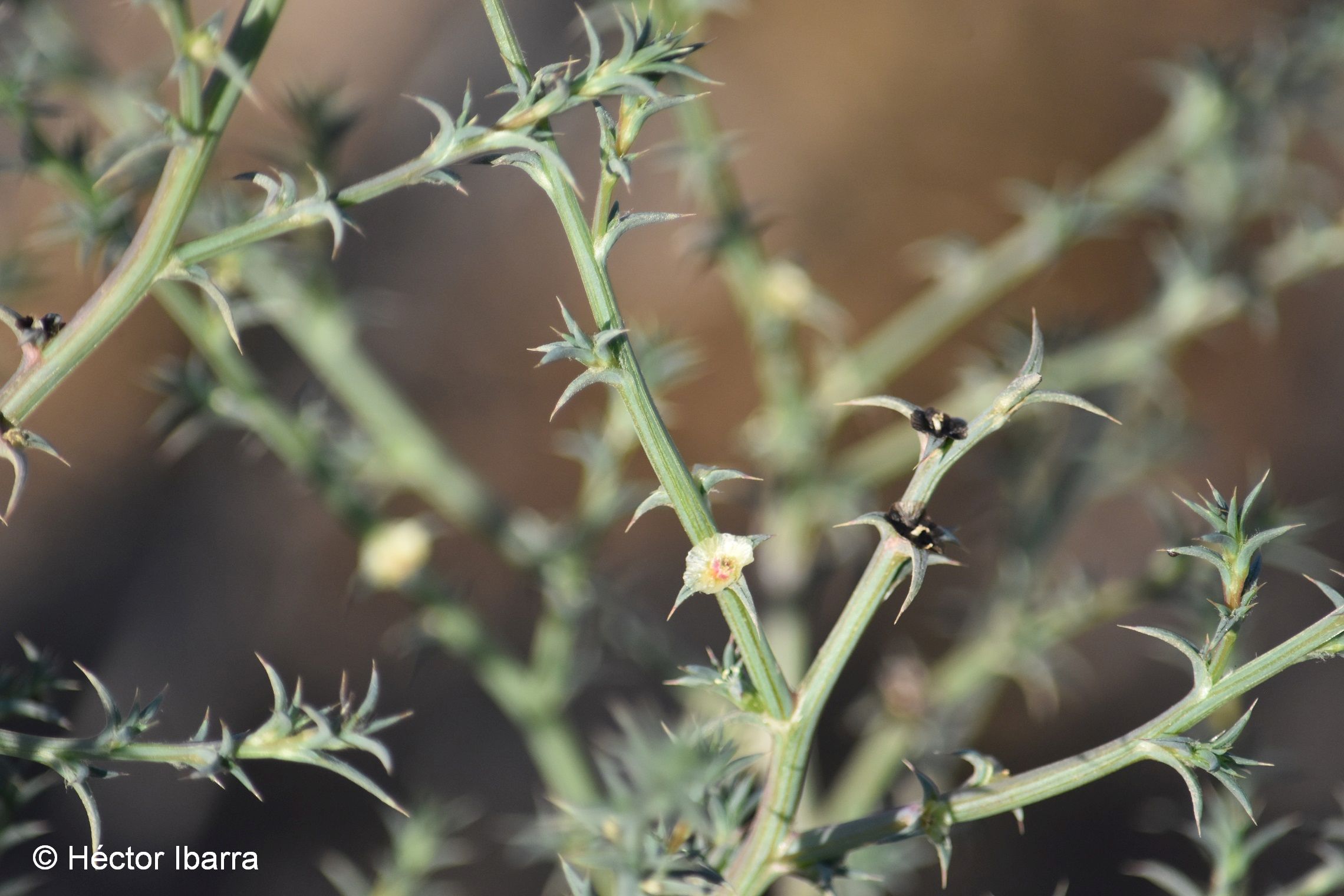 Salsola kali L. | catalogoplantas.udec.cl
