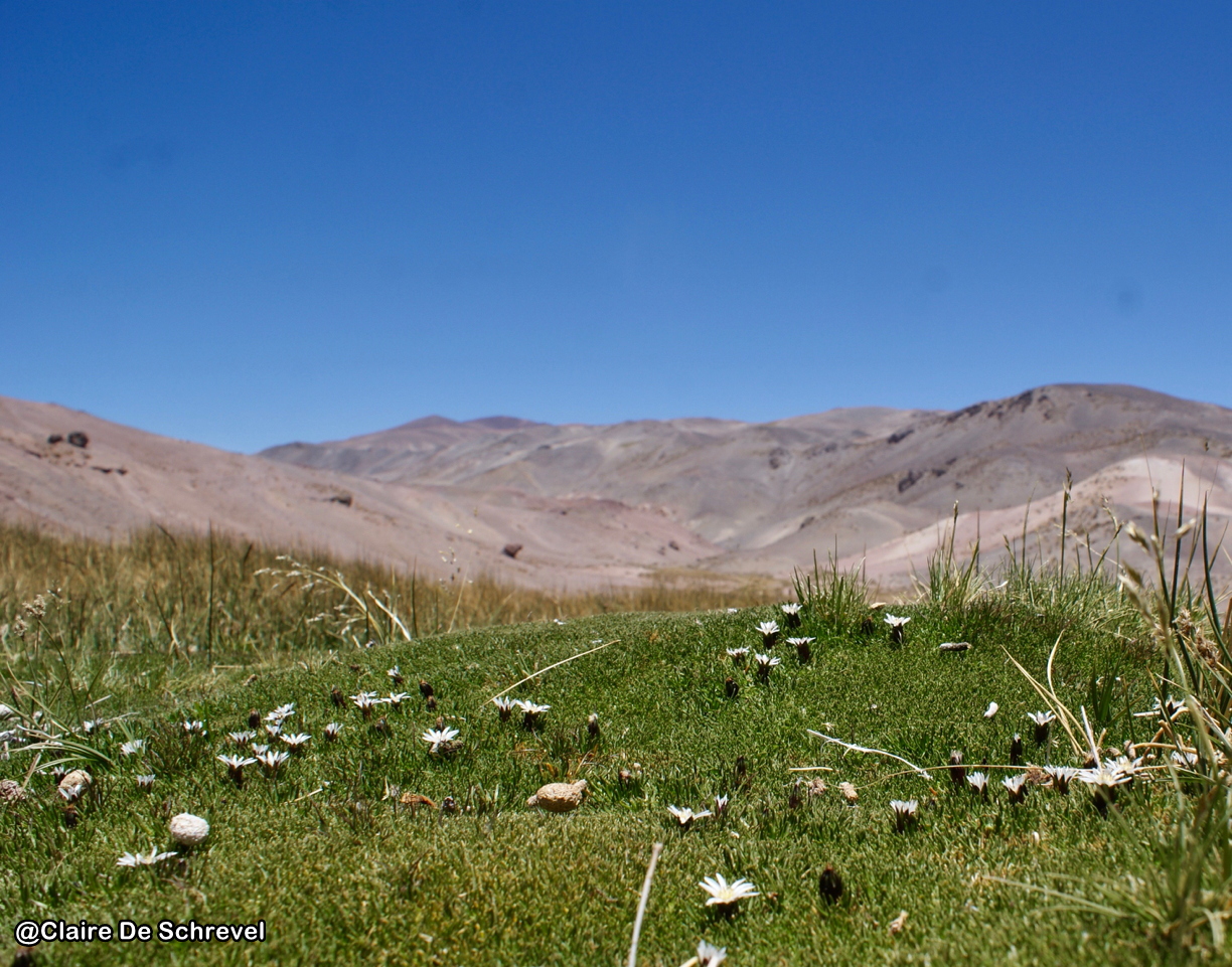 Werneria pygmaea Gillies ex Hook. & Arn. | catalogoplantas.udec.cl