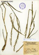 Glyceria multiflora Steud. | catalogoplantas.udec.cl